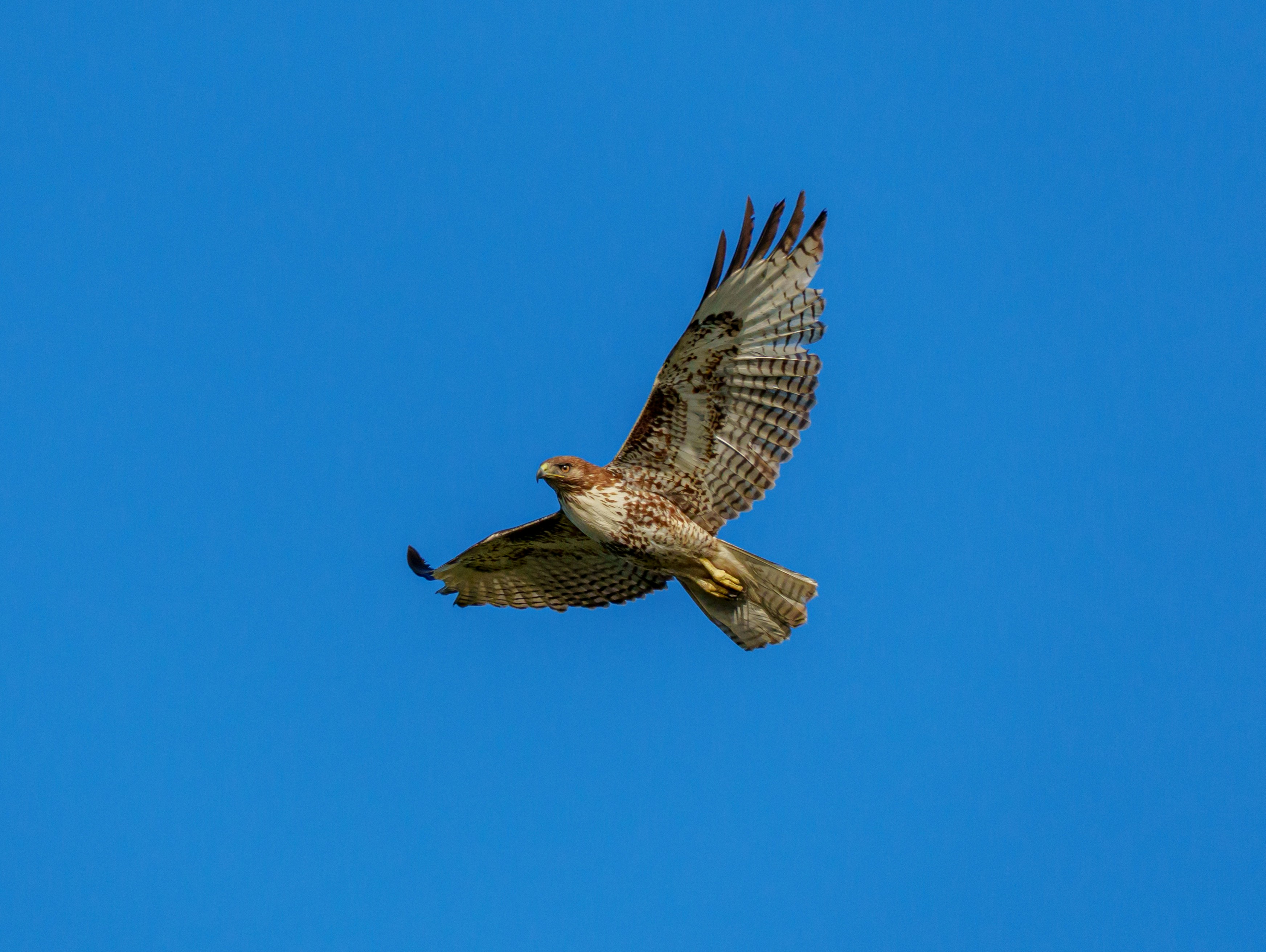 Mid‑air Gaze: A Red-Tailed Hawk Carves the Sky