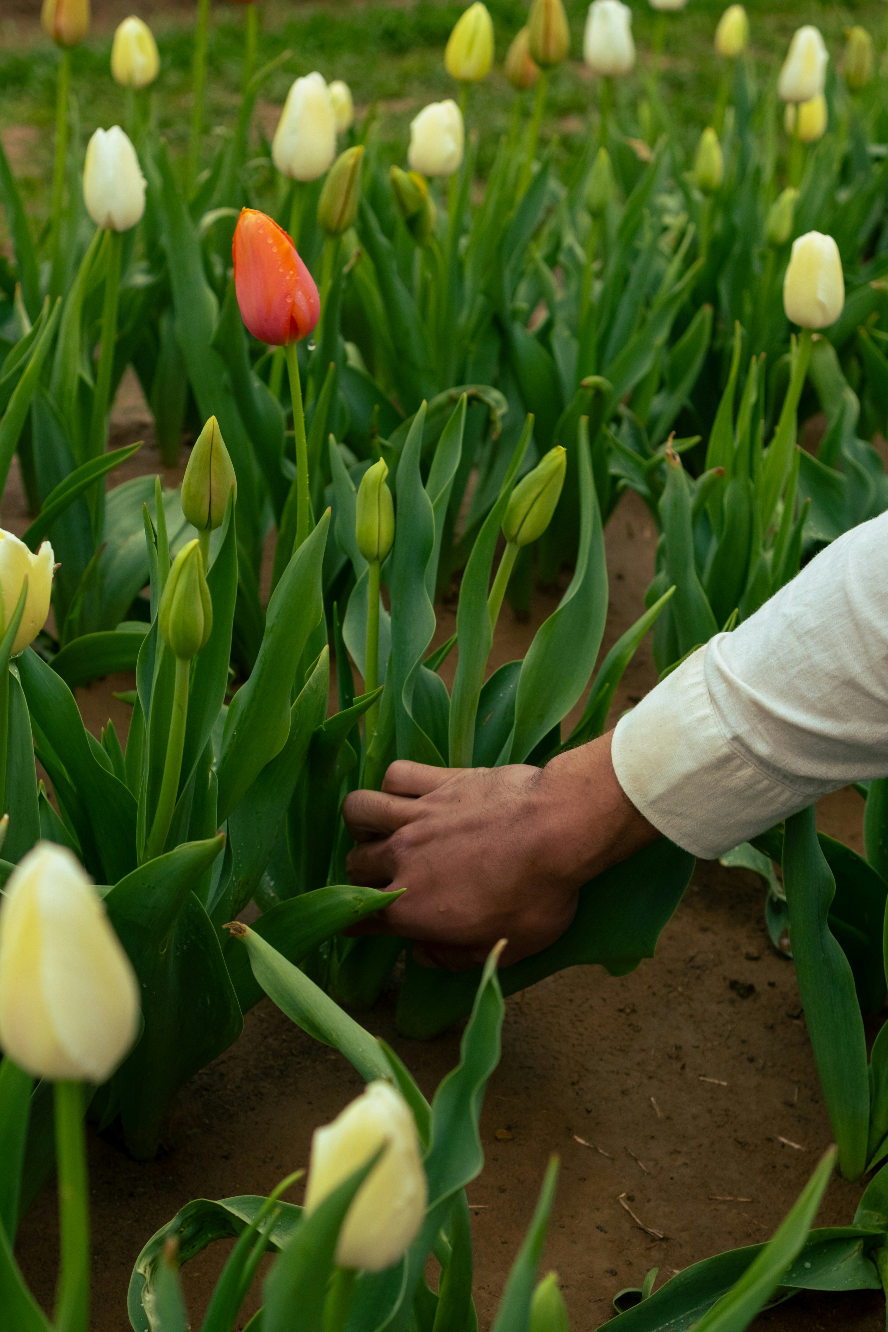 Red Tulip Amid a Sea of Cream: A Hand Reaches Through