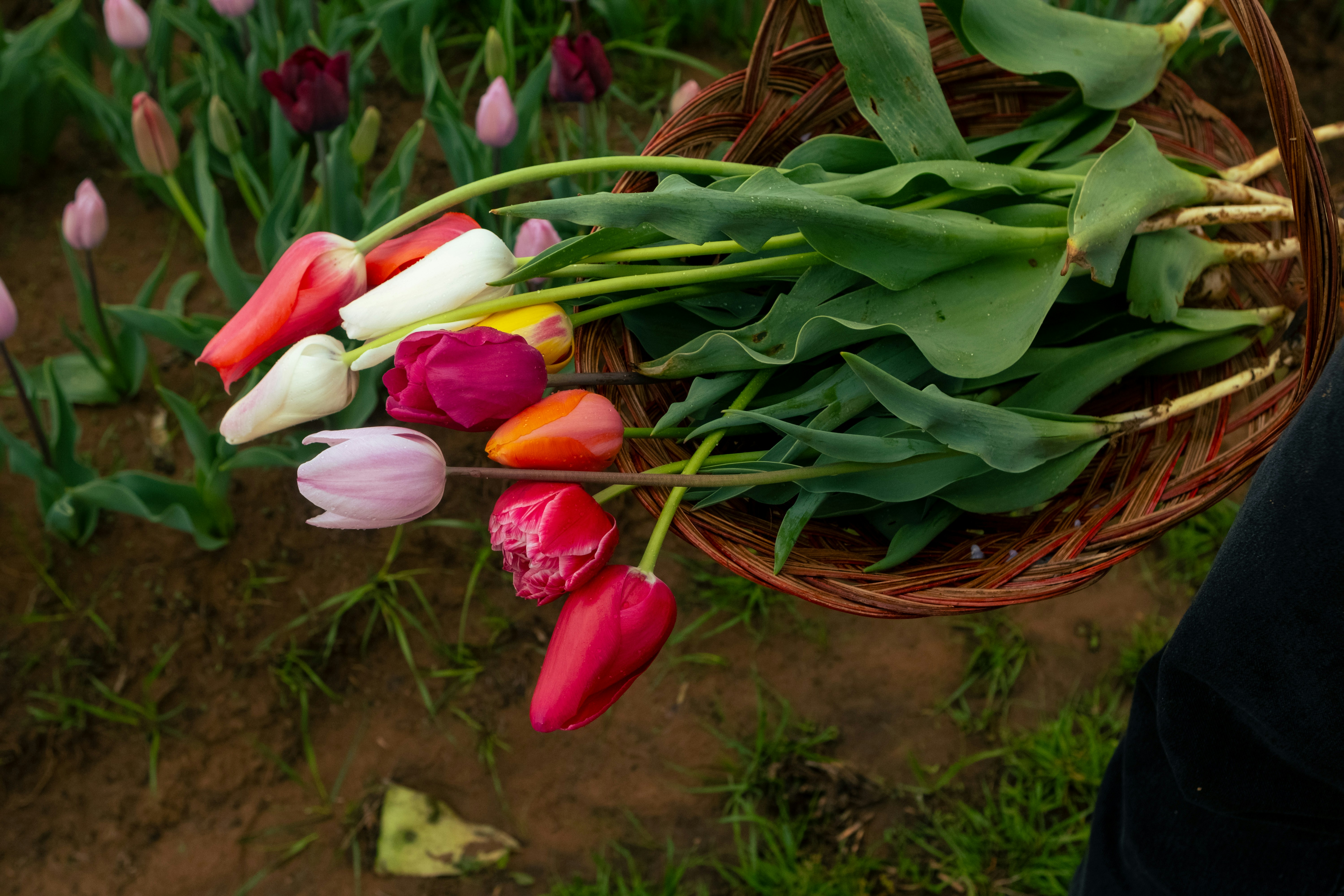 Basket of tulips: a colorful spill of petals and green stems