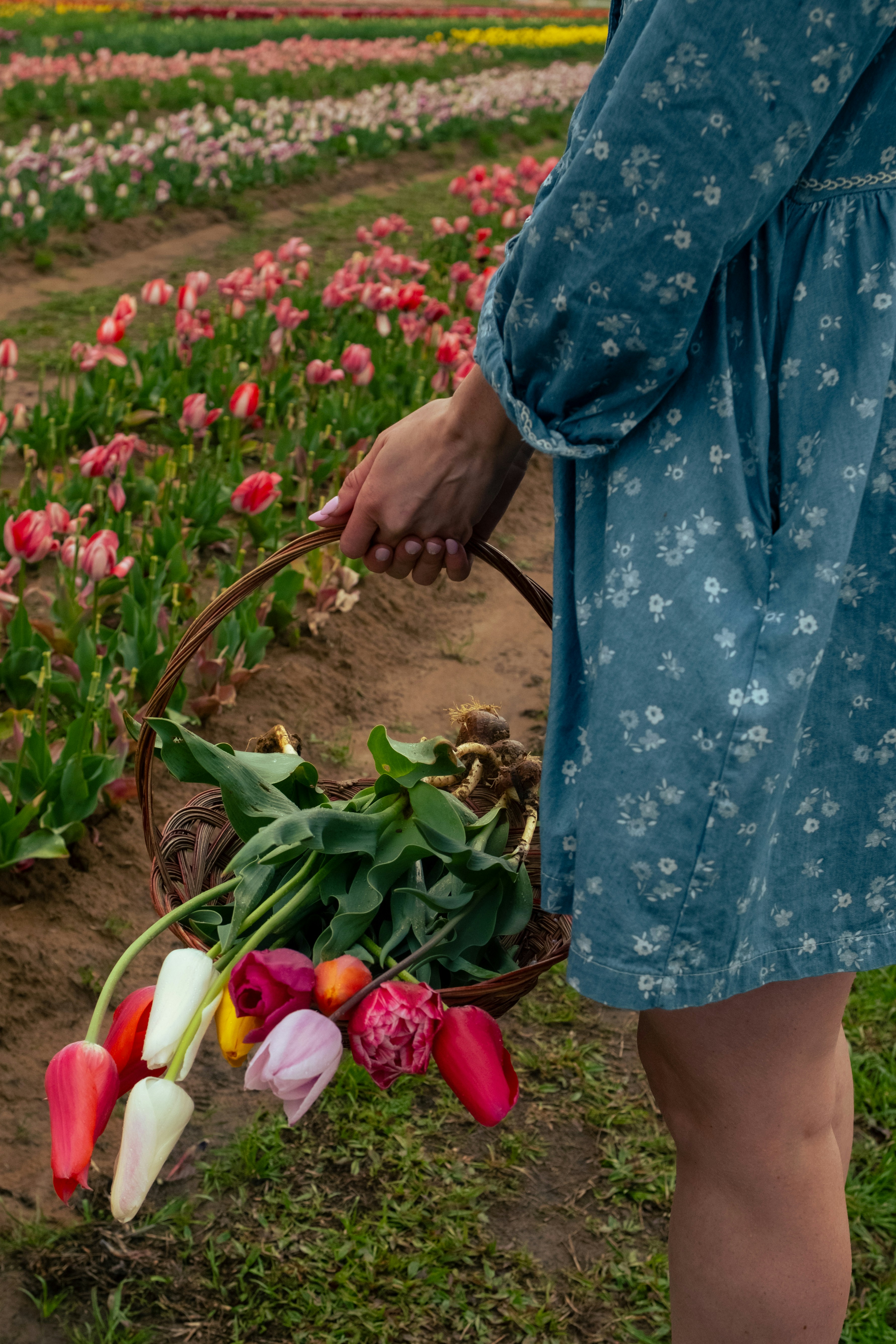 Blooms and basket: a sunlit harvest in a tulip field
