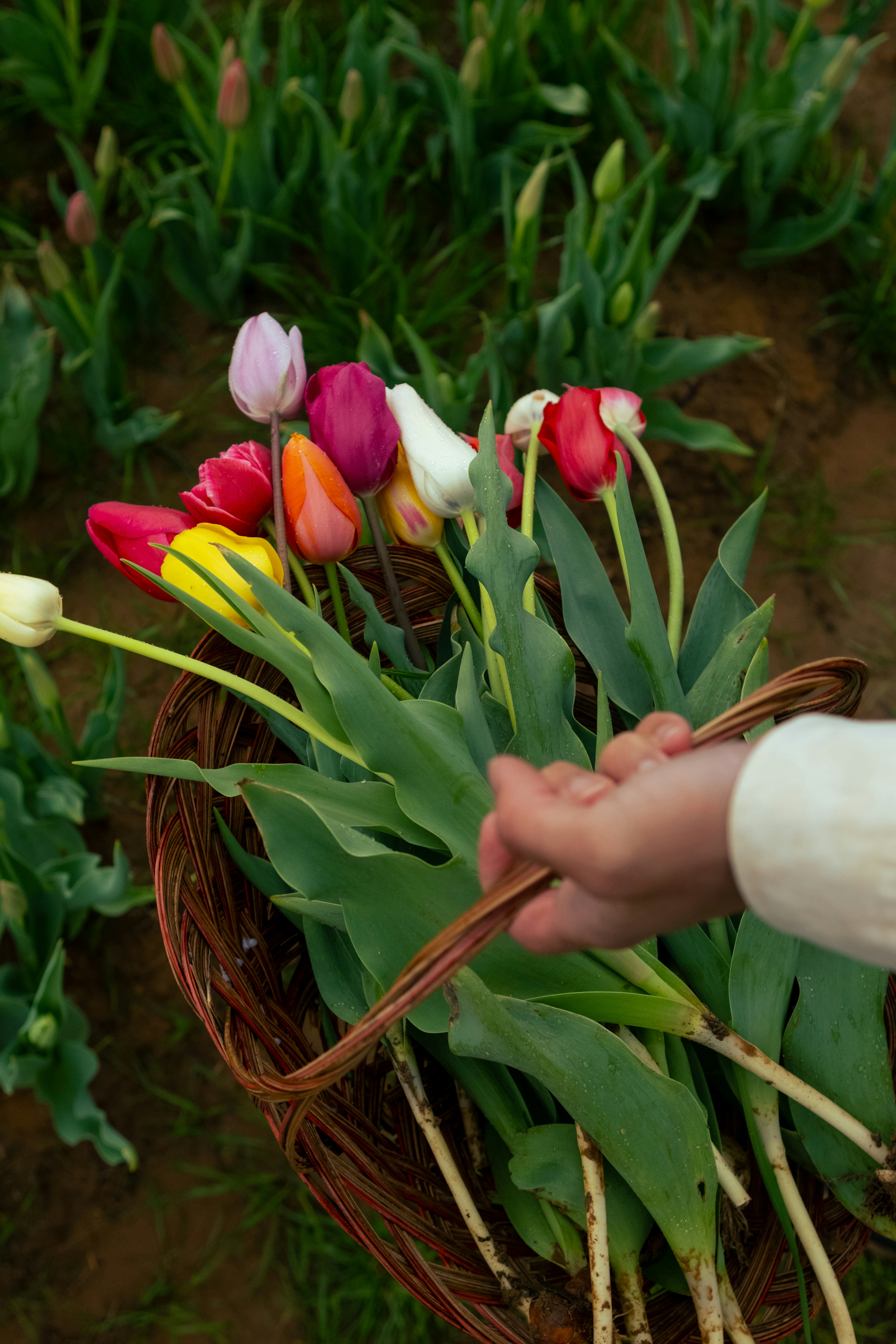Basket of Spring Tulips: A Gentle Hand Reaches for Color