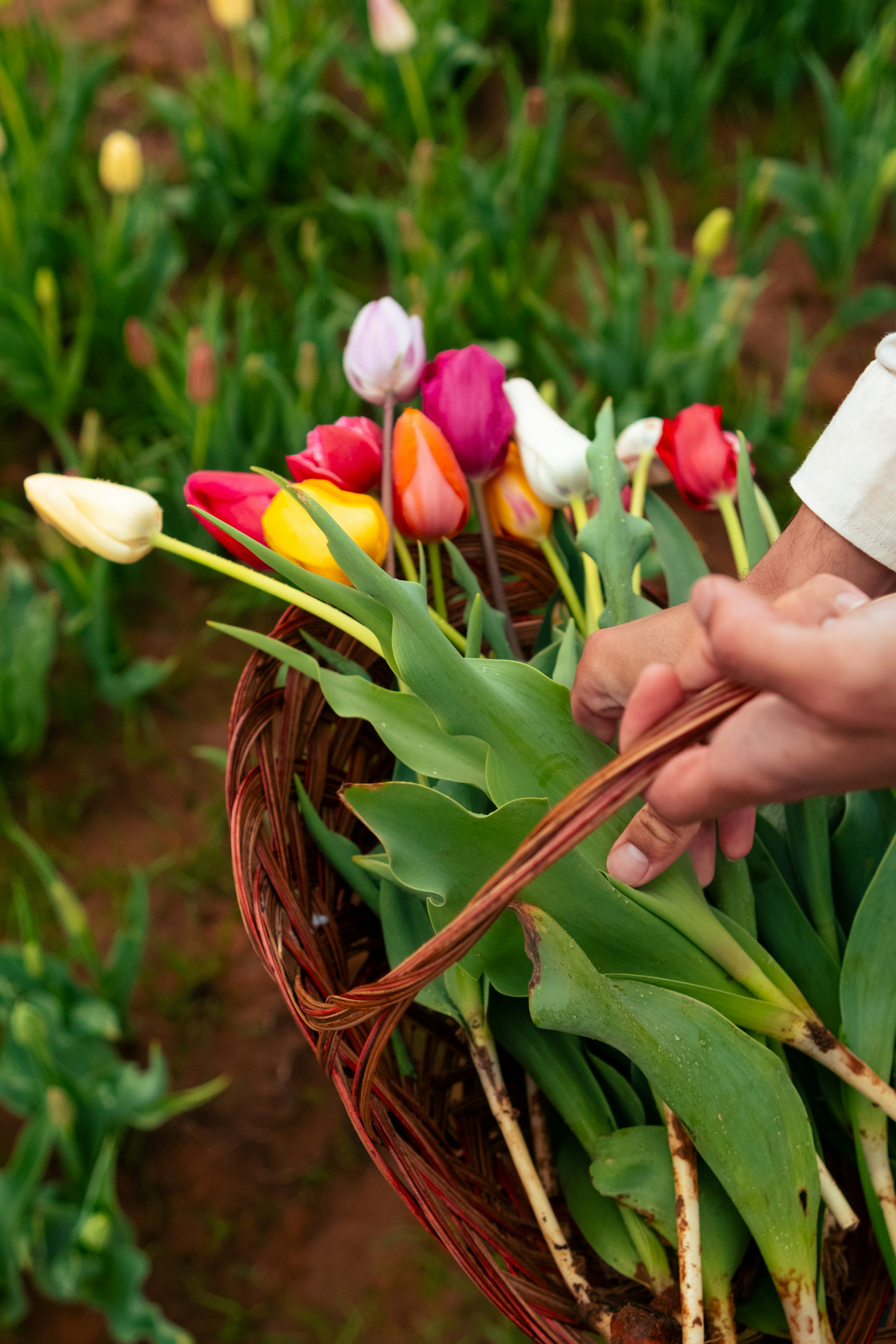 Basket of Spring: Tulips and a Handful of Fresh Harvest