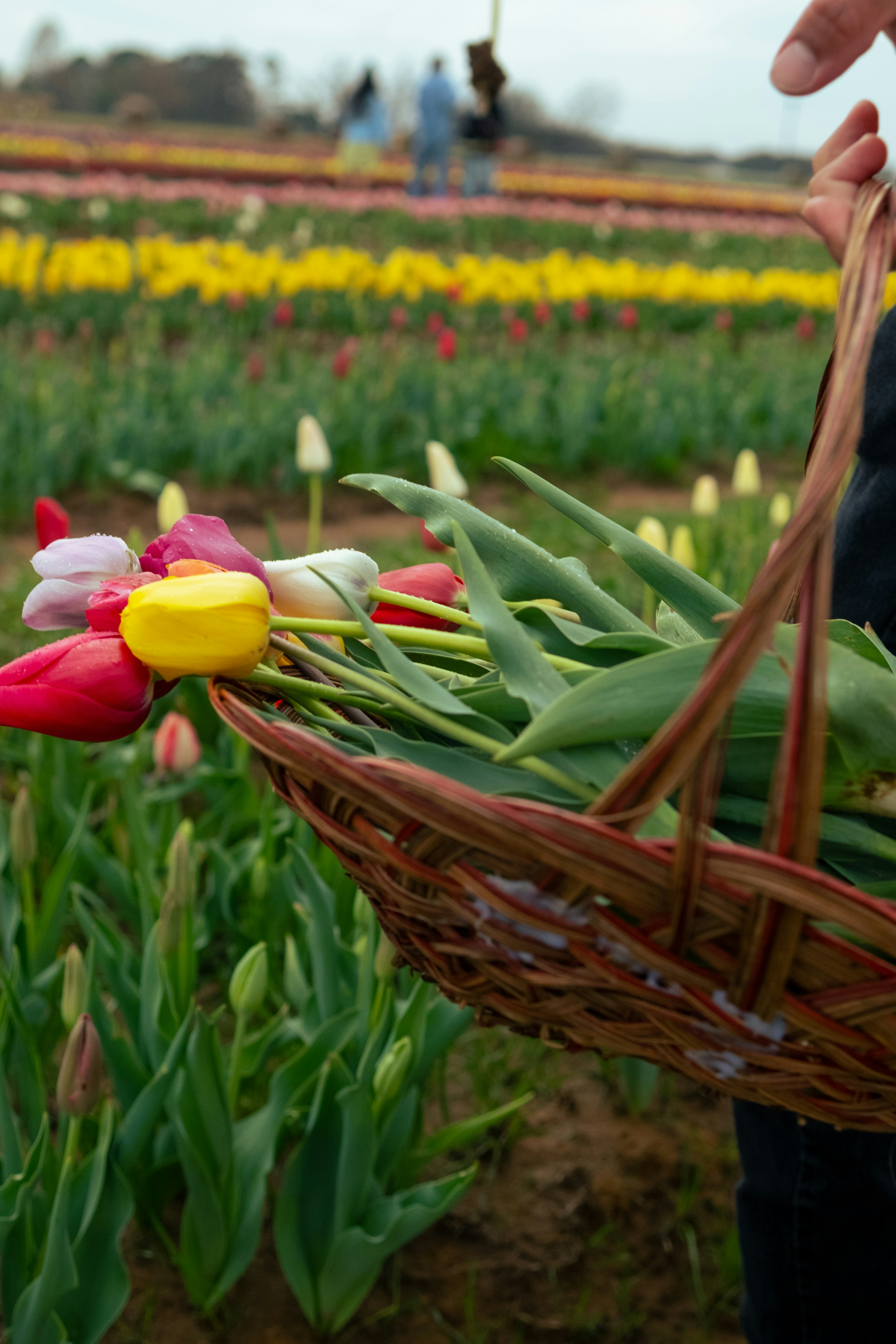 Basket of Spring: Tulips Framing a Moment in the Flower Field