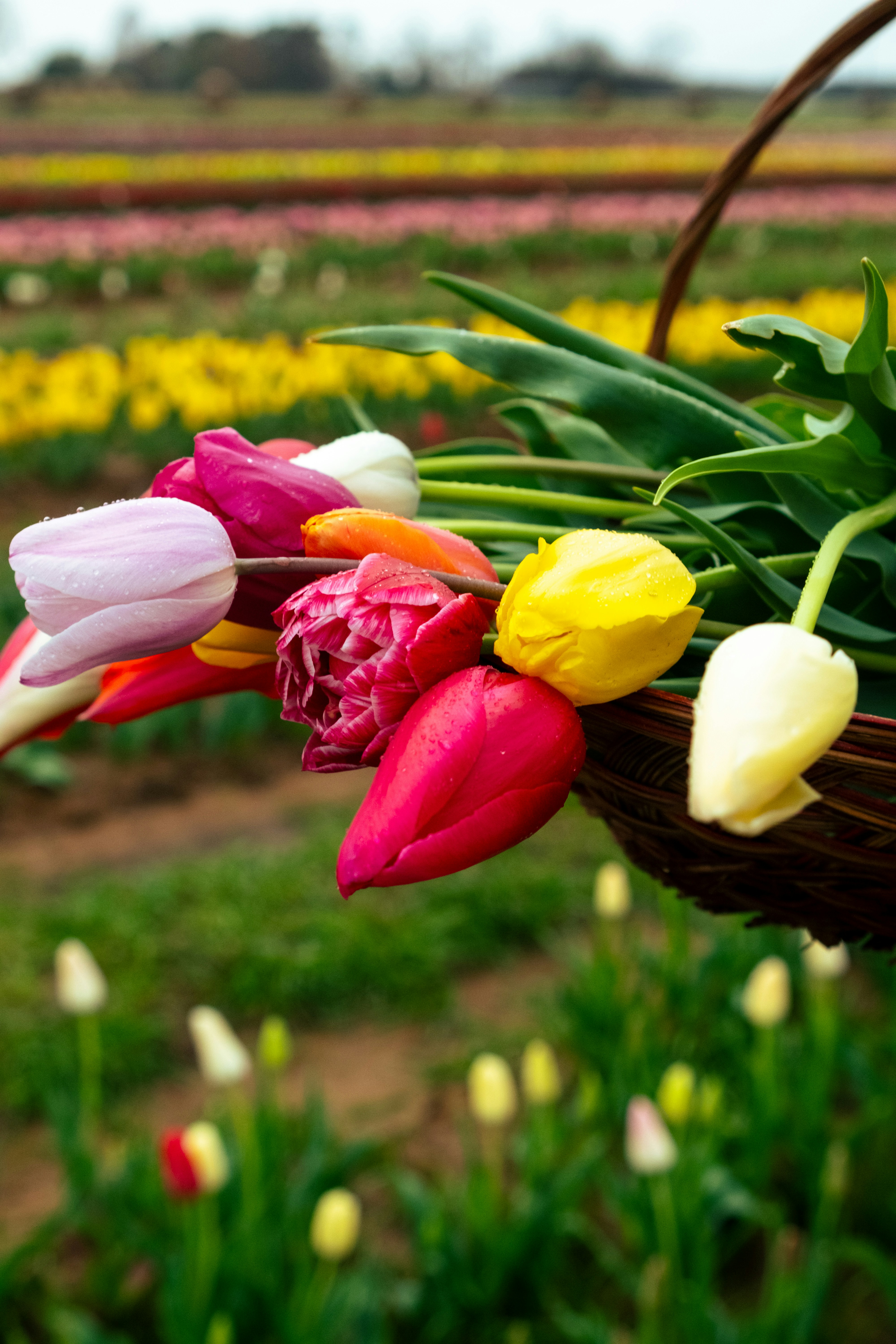 Basket of Tulips in a Field of Colorful Rows