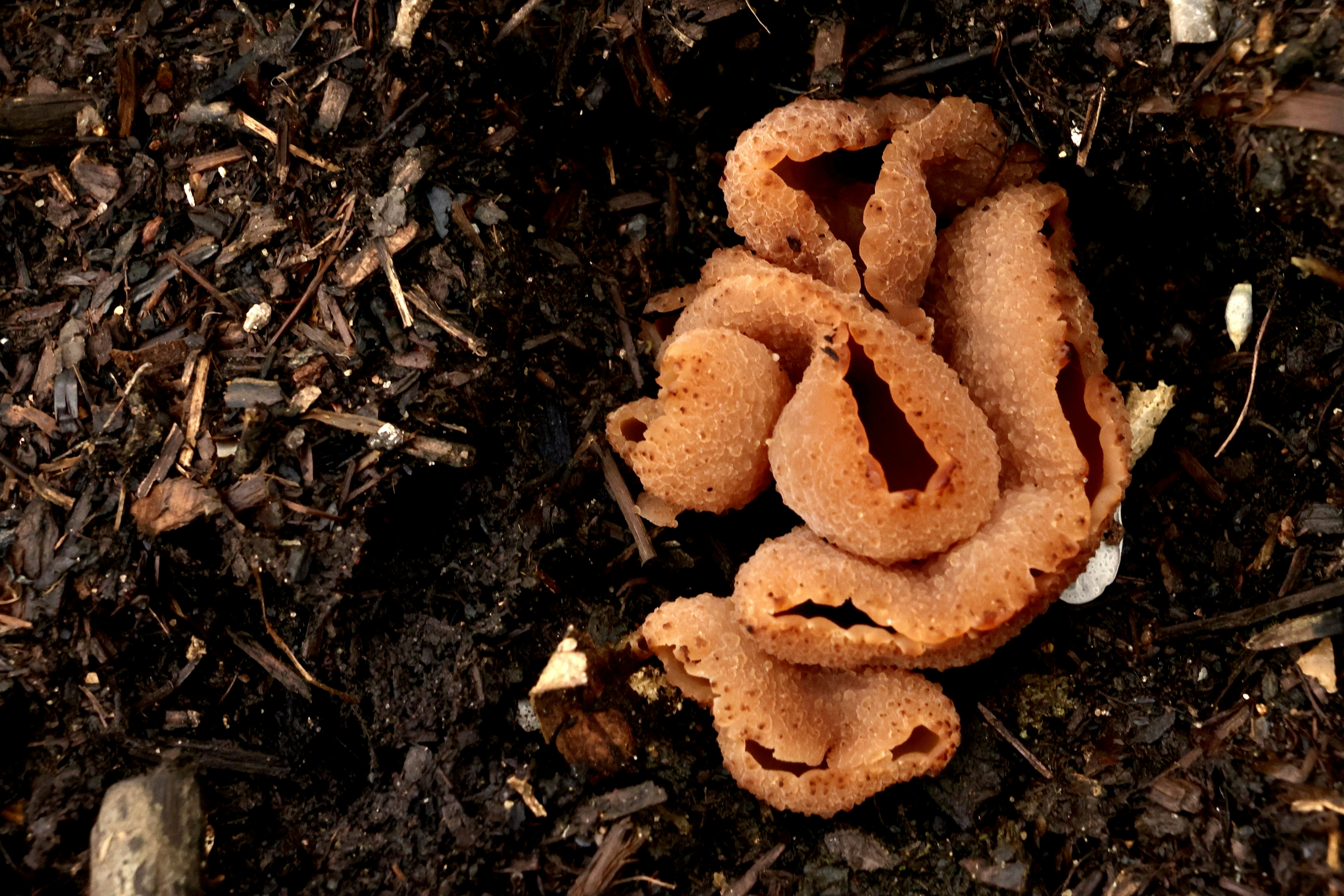 Orange curled fungi on forest floor captured in warm morning light