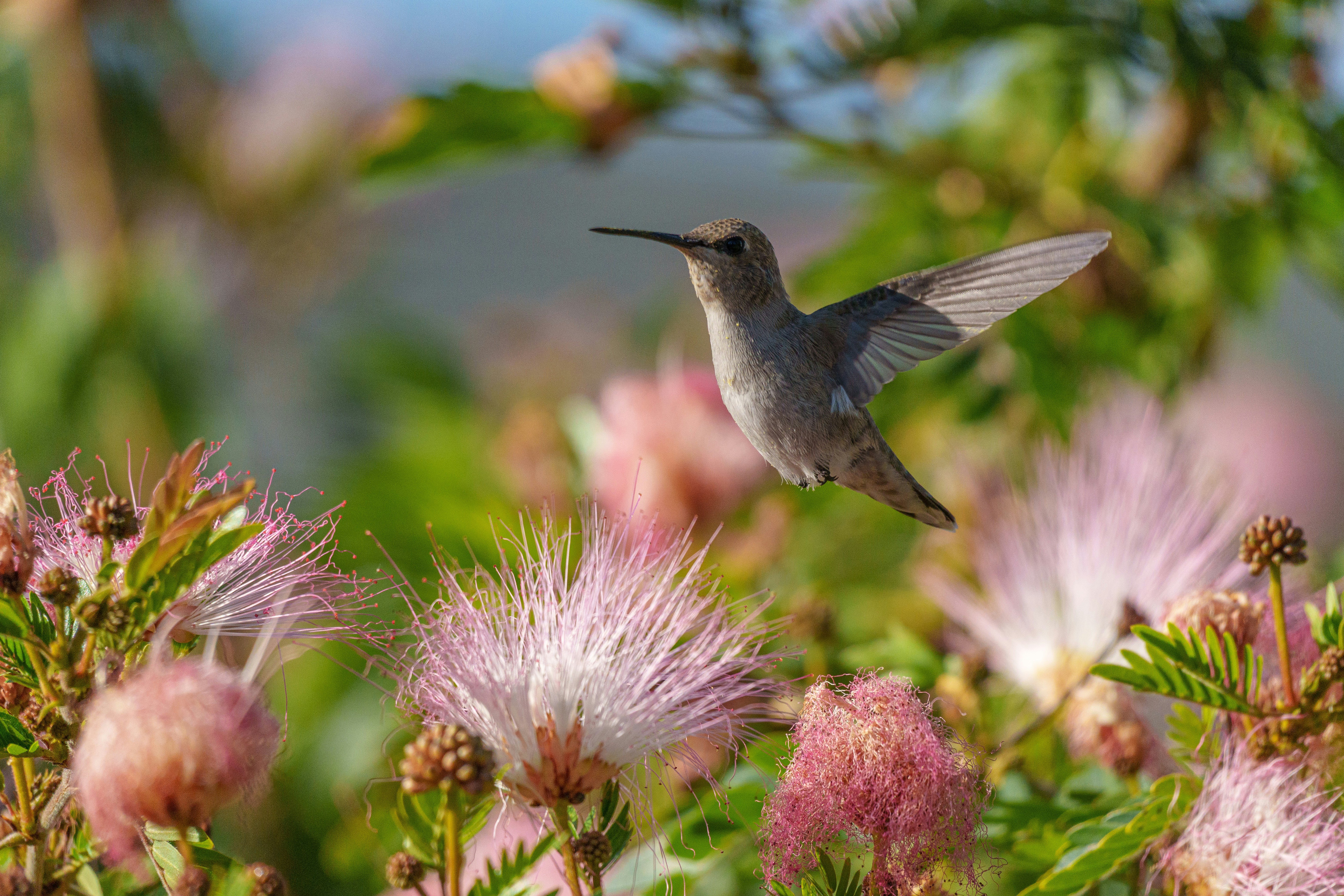 Hovering Hummingbird Among Pink Plumes