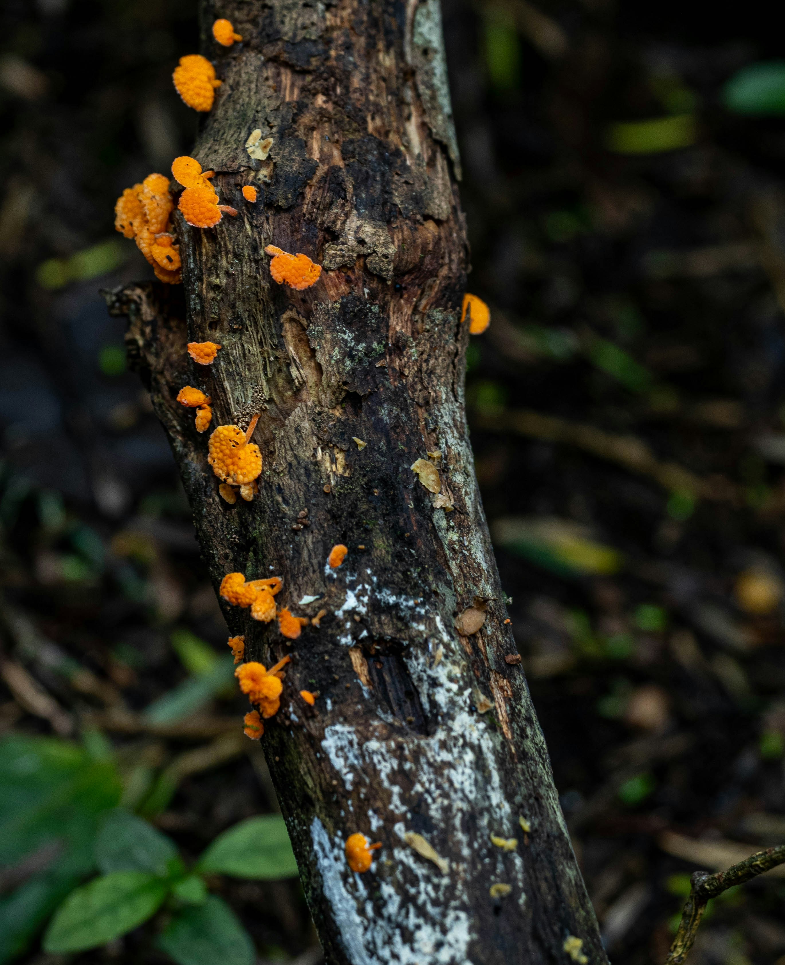 Orange Shelf-Fungus Drama on a Bark-Textured Trunk