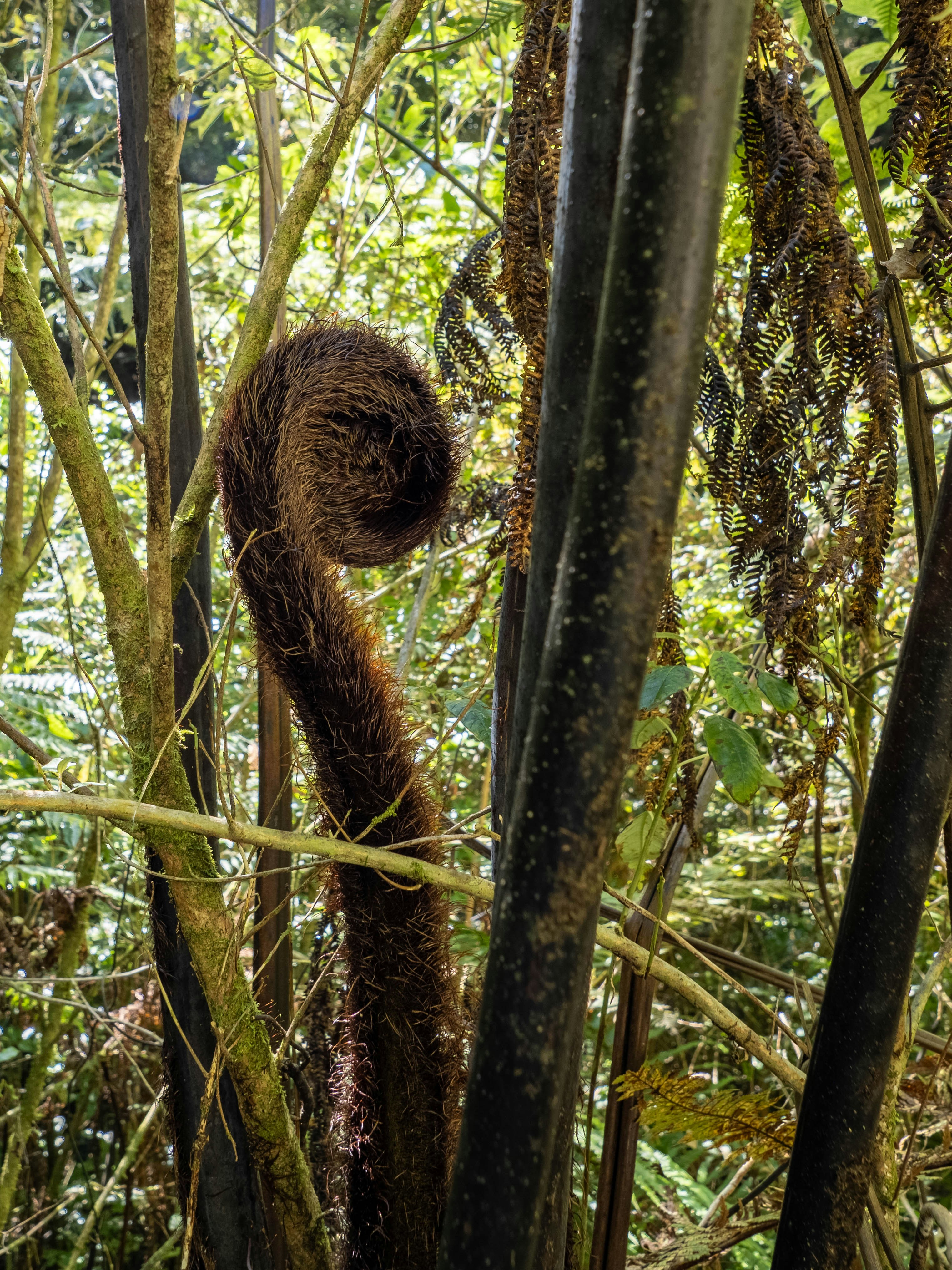 Curled Fern Vine: A Spiral of Nature in the Understory