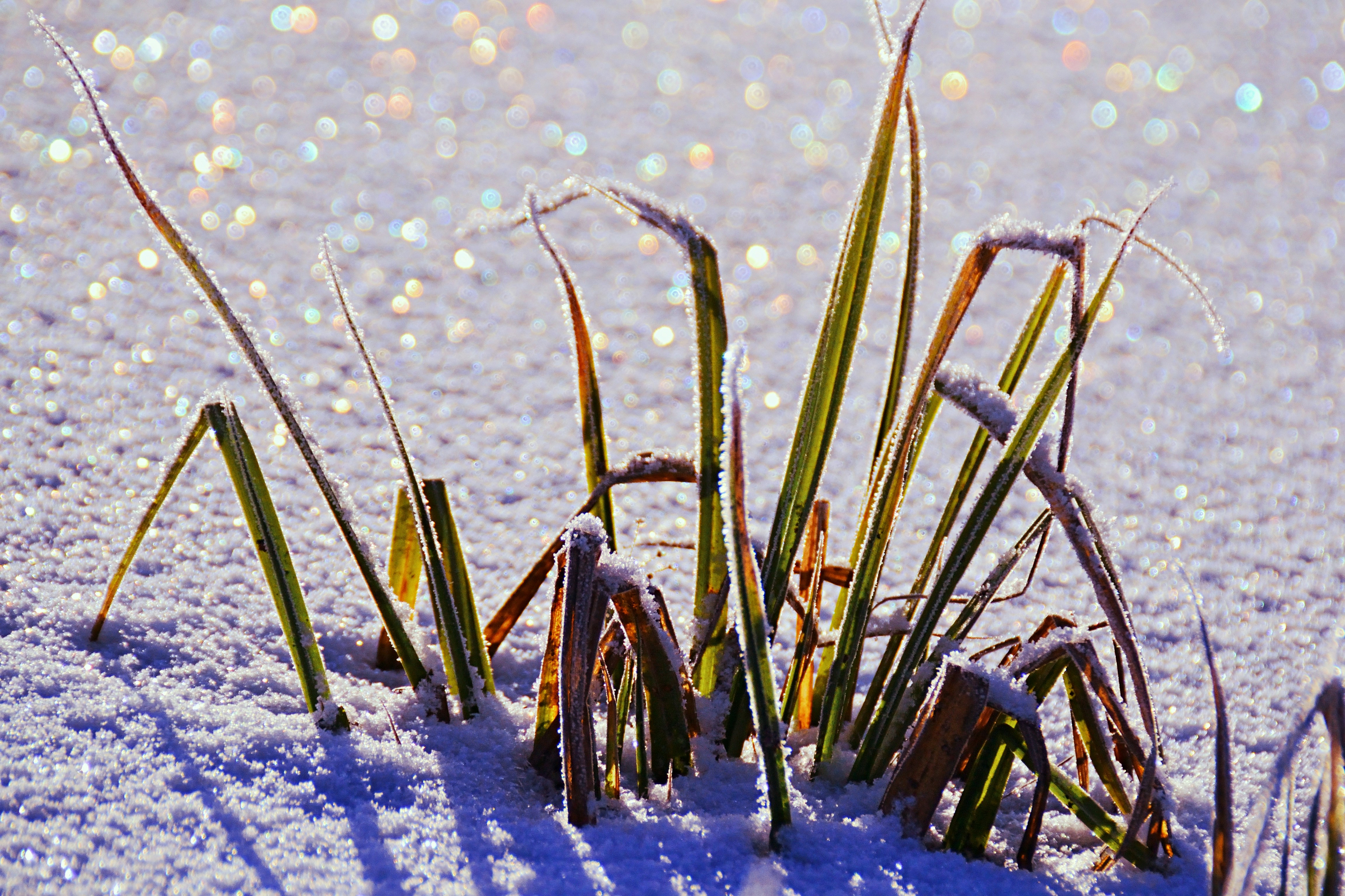 Emergent Grass Harbored by Frosty Snow: Dawn Light on Icy Blades