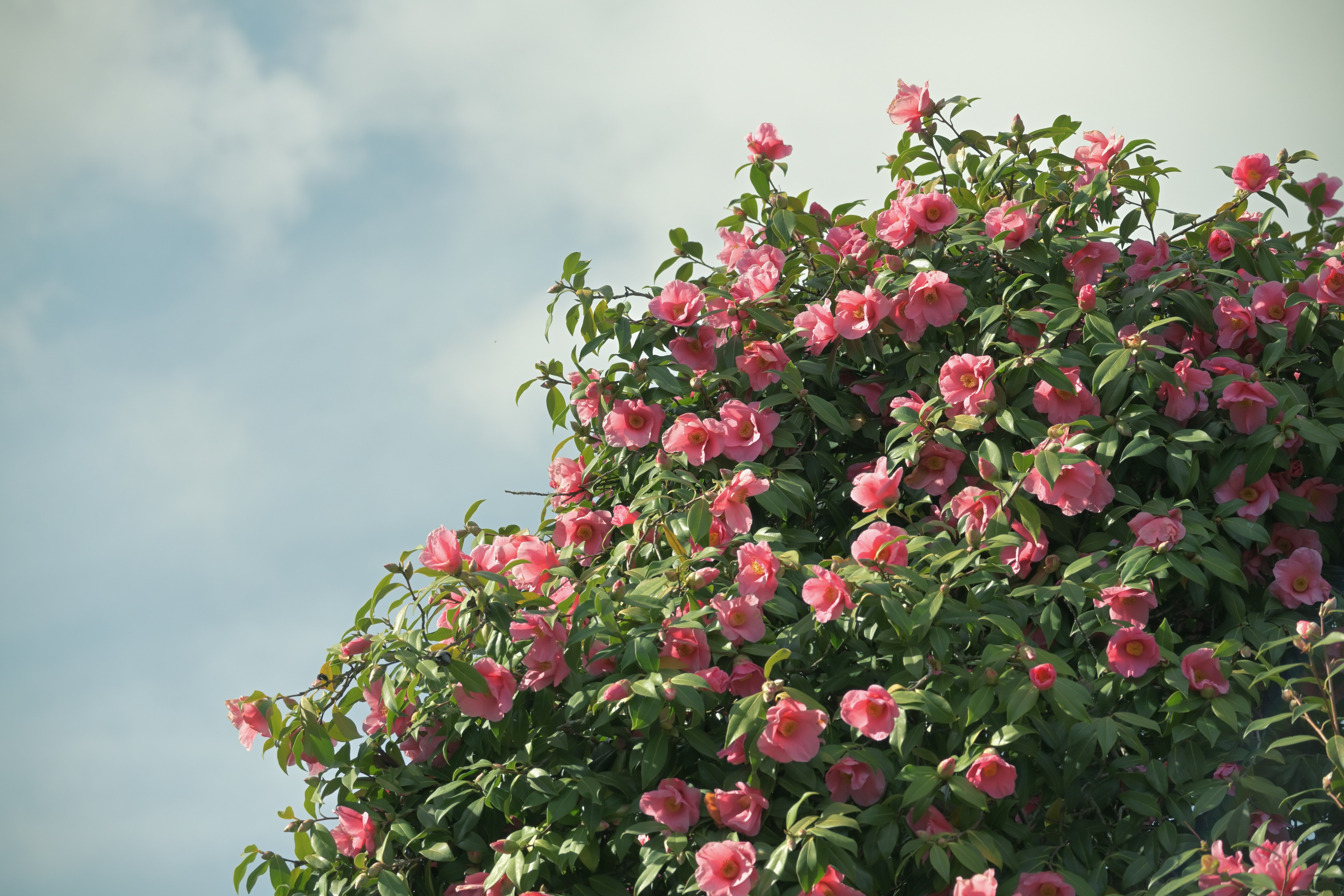 Pink Camellias Crown the Sky-blue Dusk