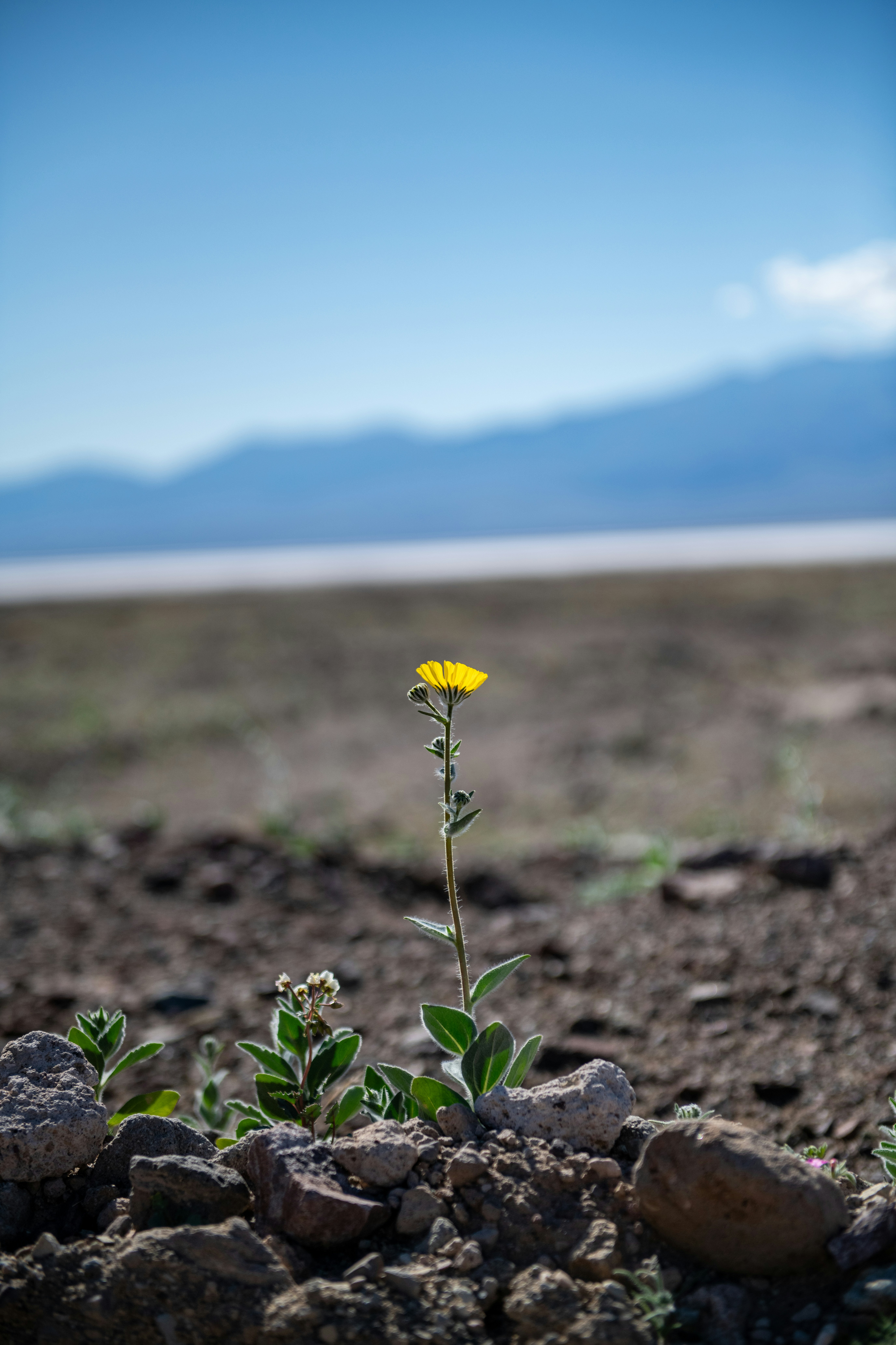 Single Yellow Bloom Rising Over Pebble Terrain Beneath a Blue Horizon
