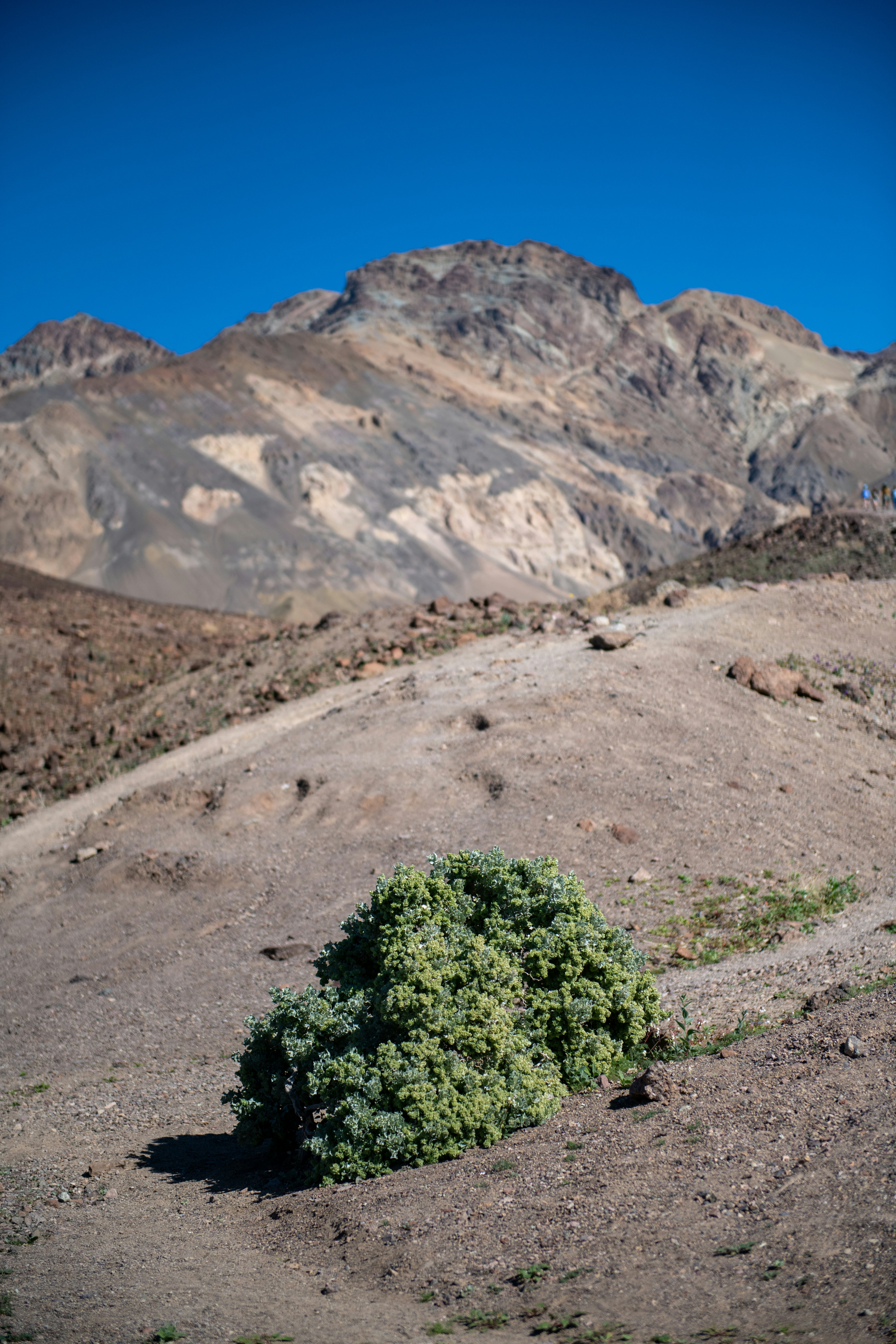 Desert Wind Carves a Lone Green Sentinel Against Alpine Boulders