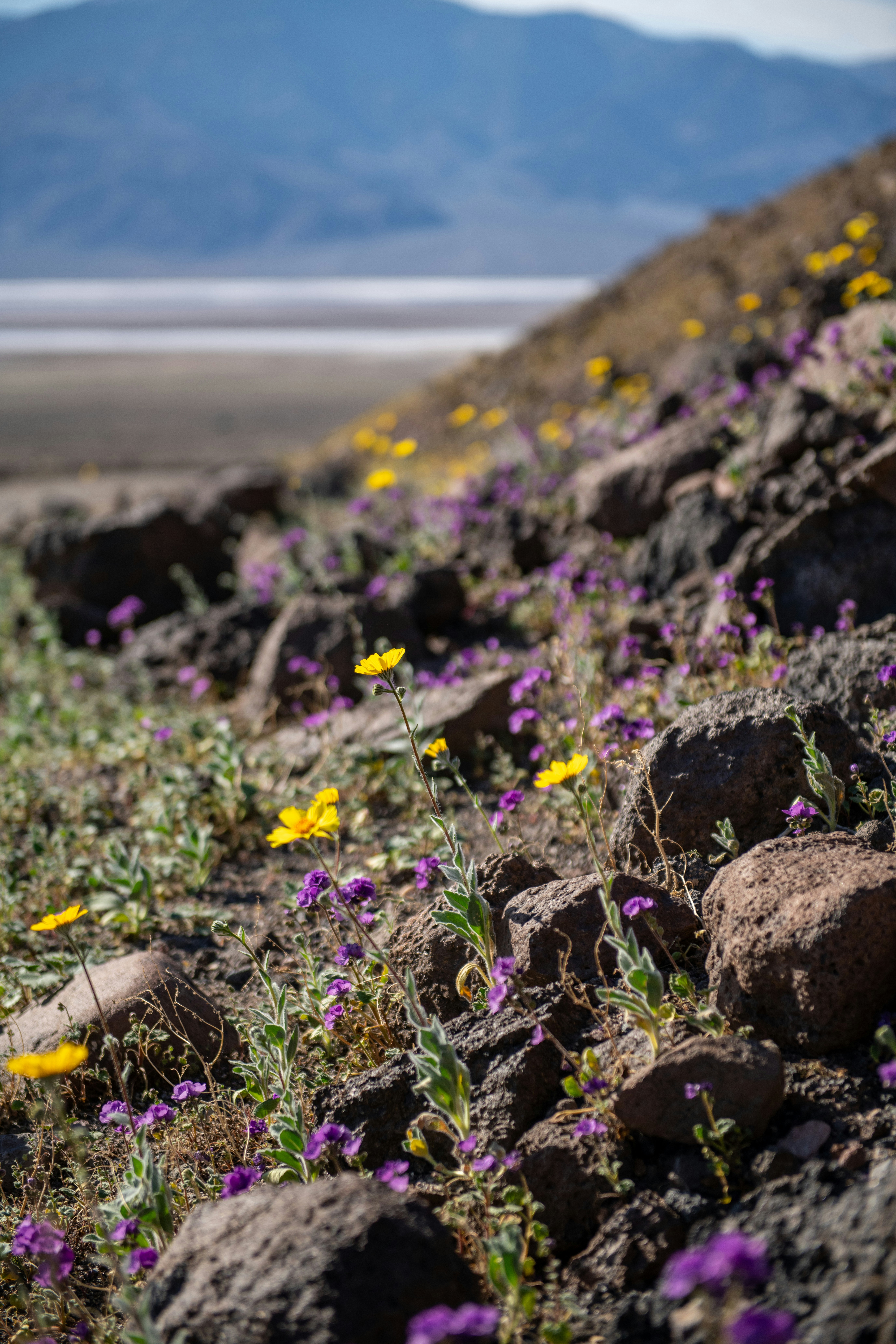 Desert bloom on a rocky slope with yellow and purple wildflowers against distant mountains