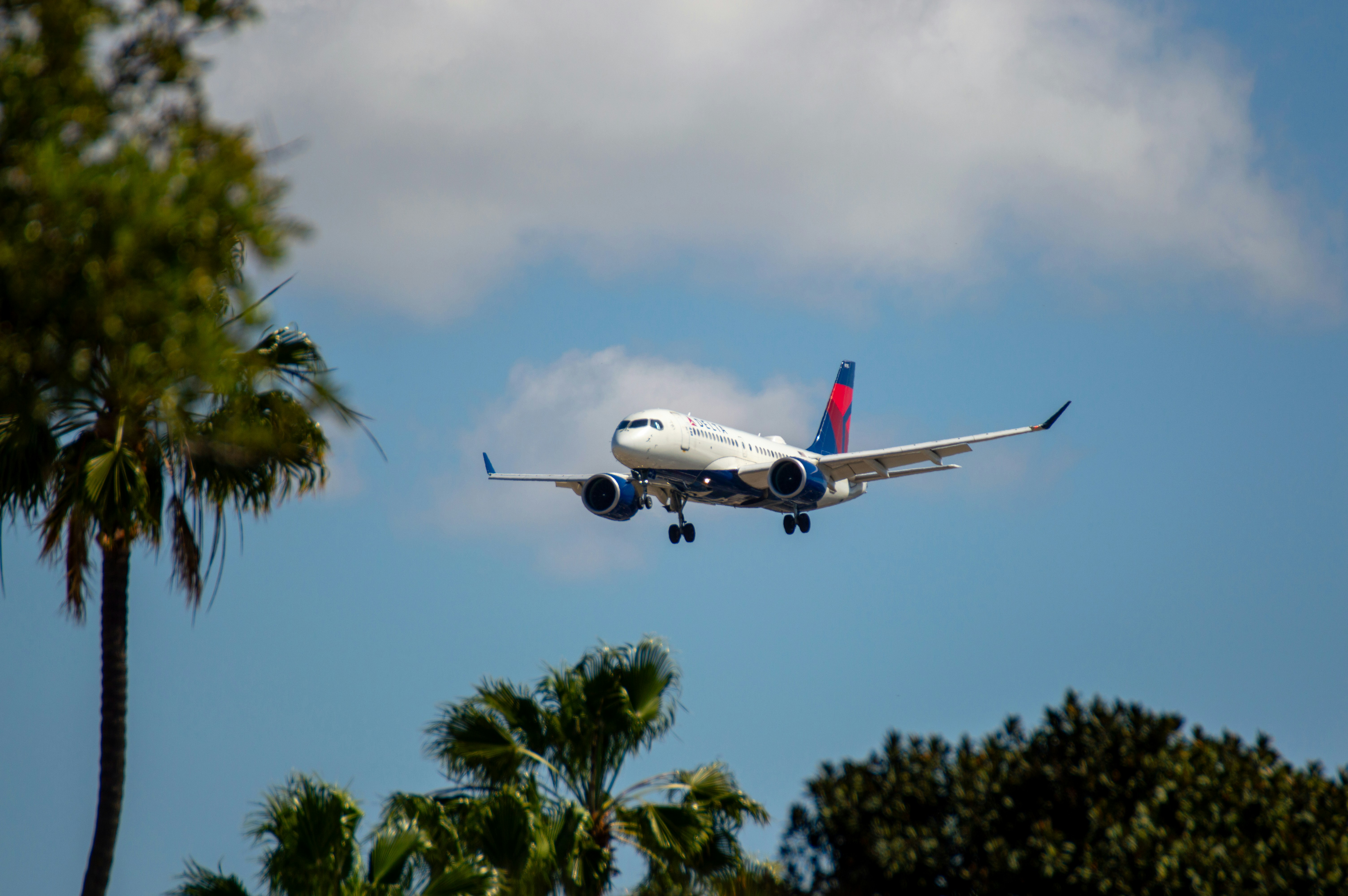 Landing in Paradise: Airliner Framed Between Palm Sentinels