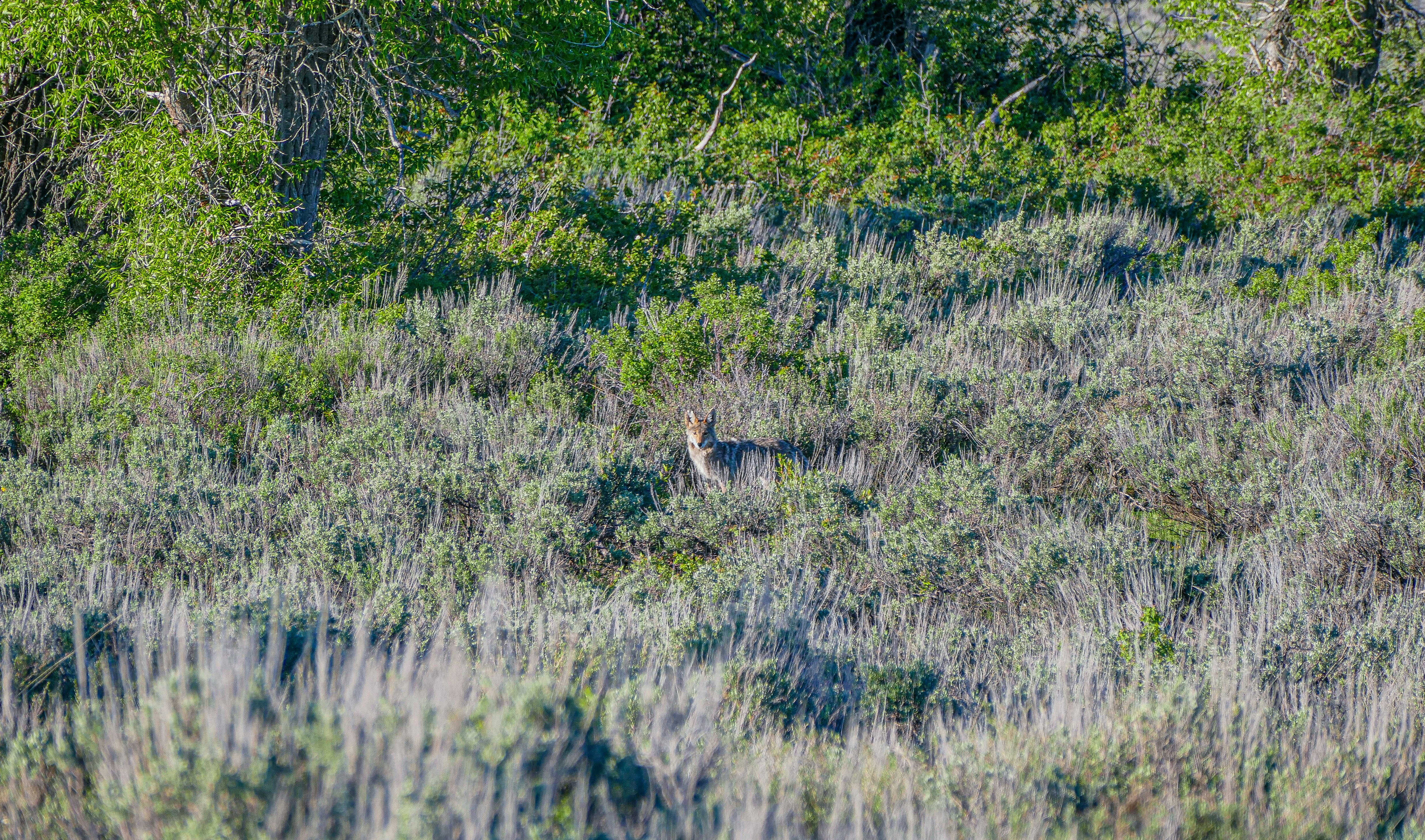 Hidden Hunter: A Graze of Sage and Light