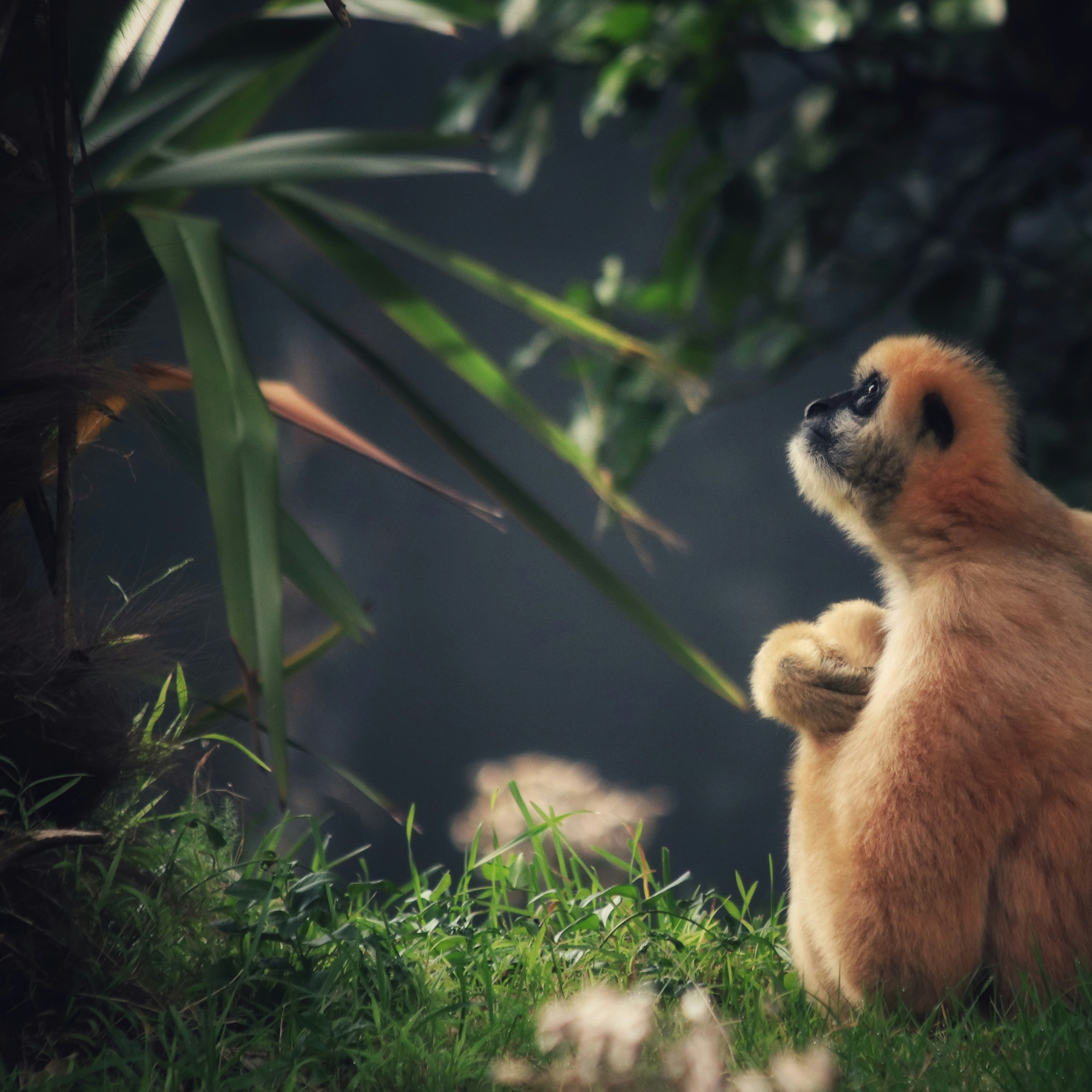 Curious Stare: A Red Panda Gazing Toward Dappled Light