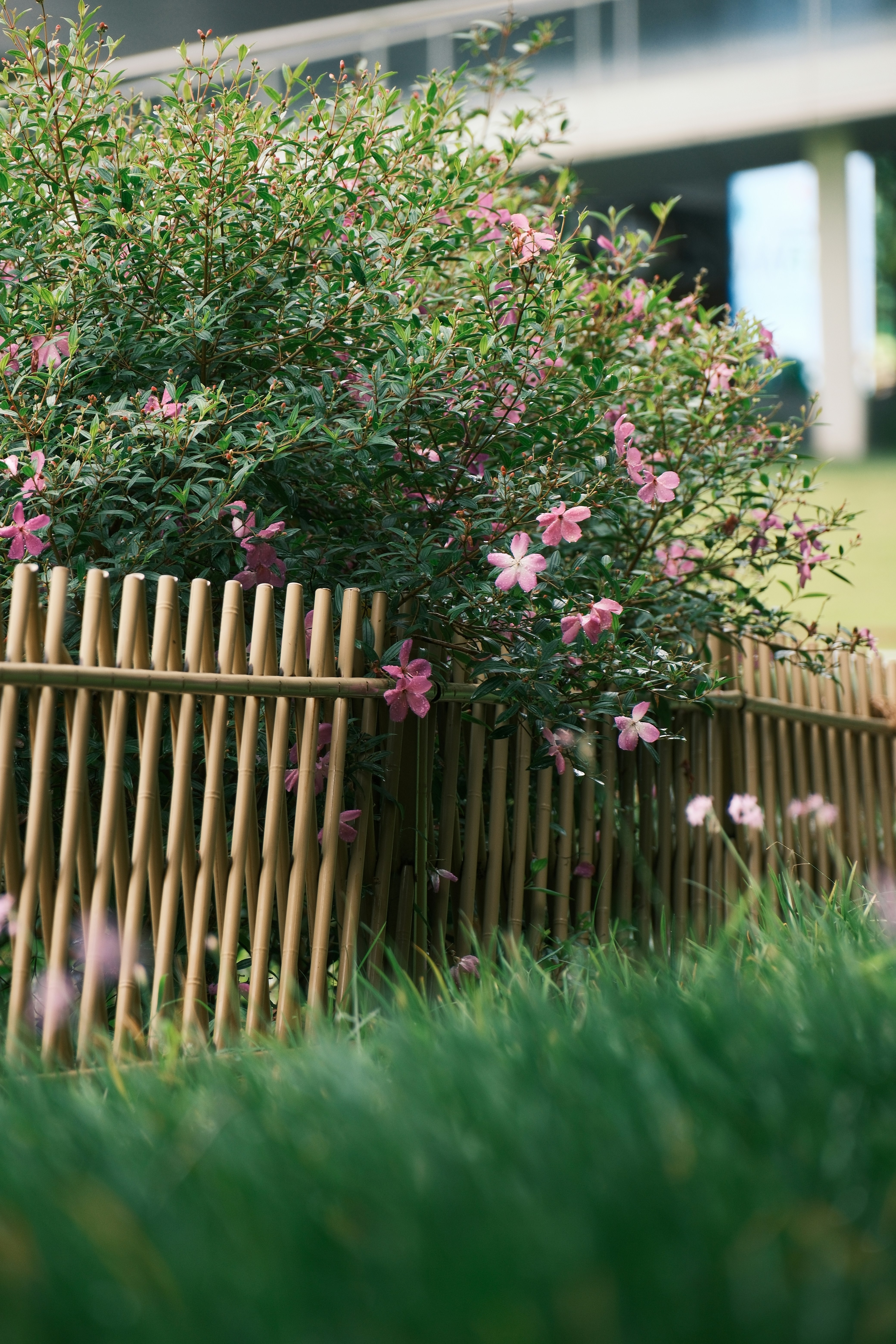 Pink blooms and woven fence frame a sunlit garden corner