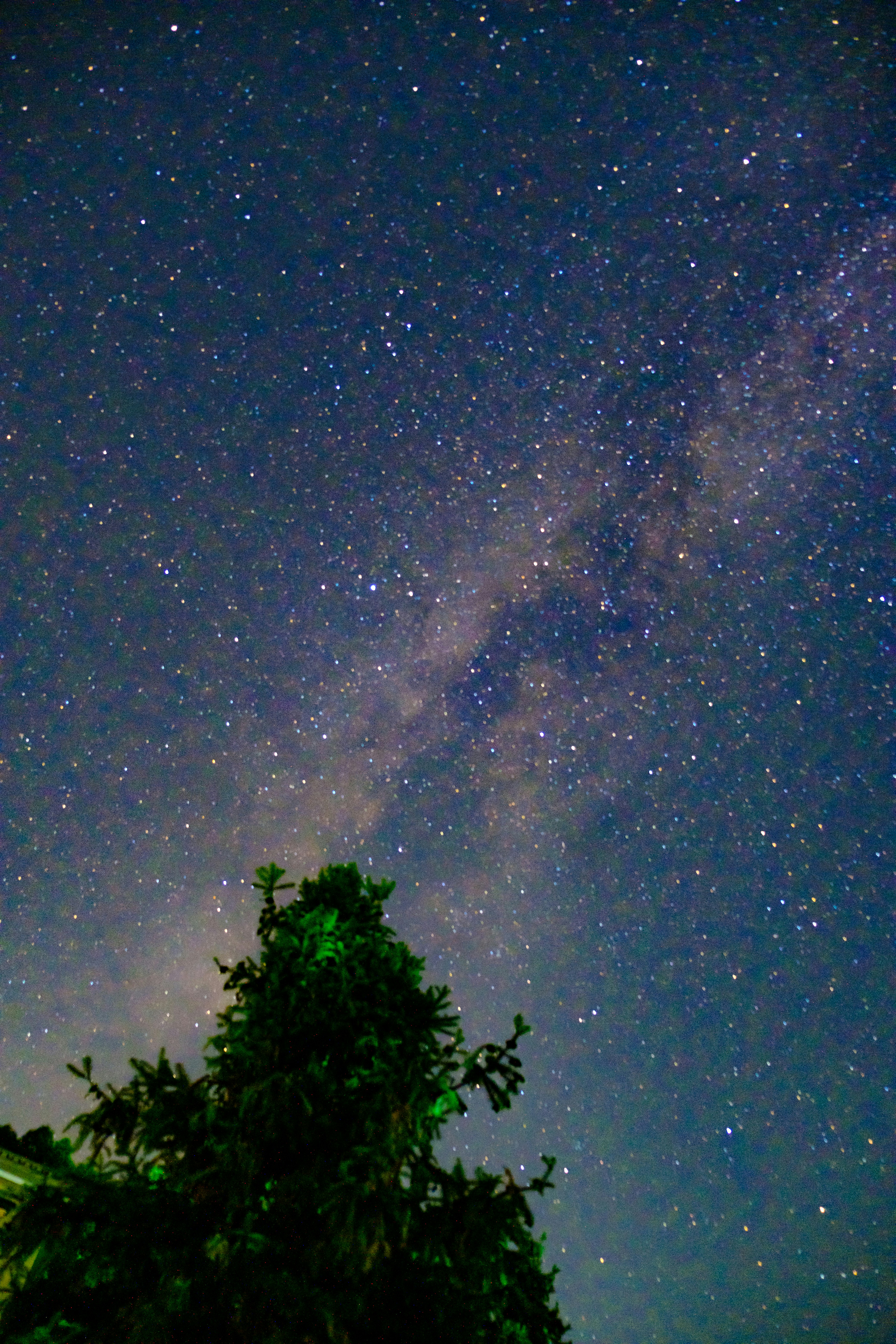Milky Way Veil Over Quiet Canopy