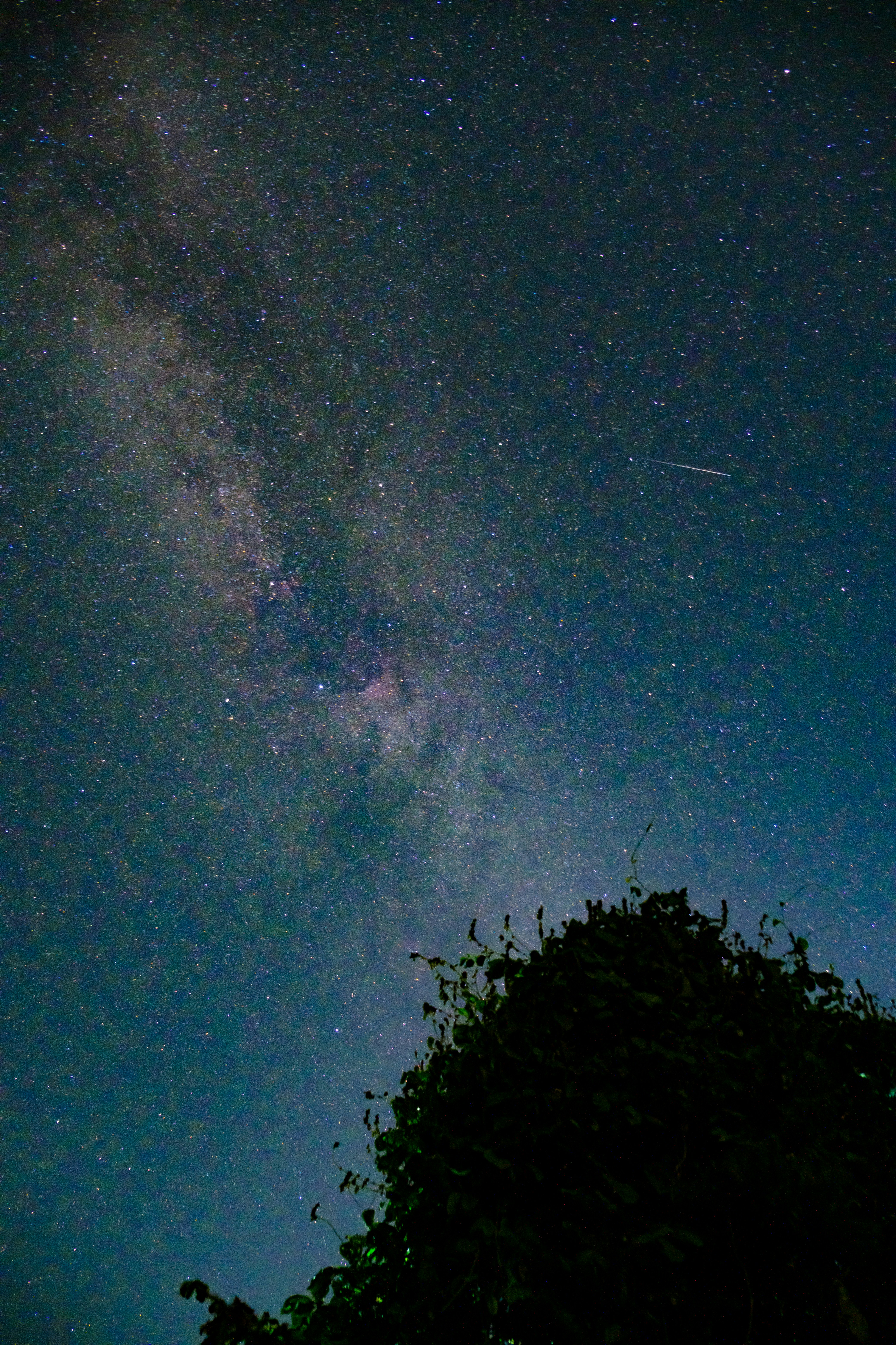 Stellar Veil: The Milky Way Arcs Over a Quiet Night Canopy