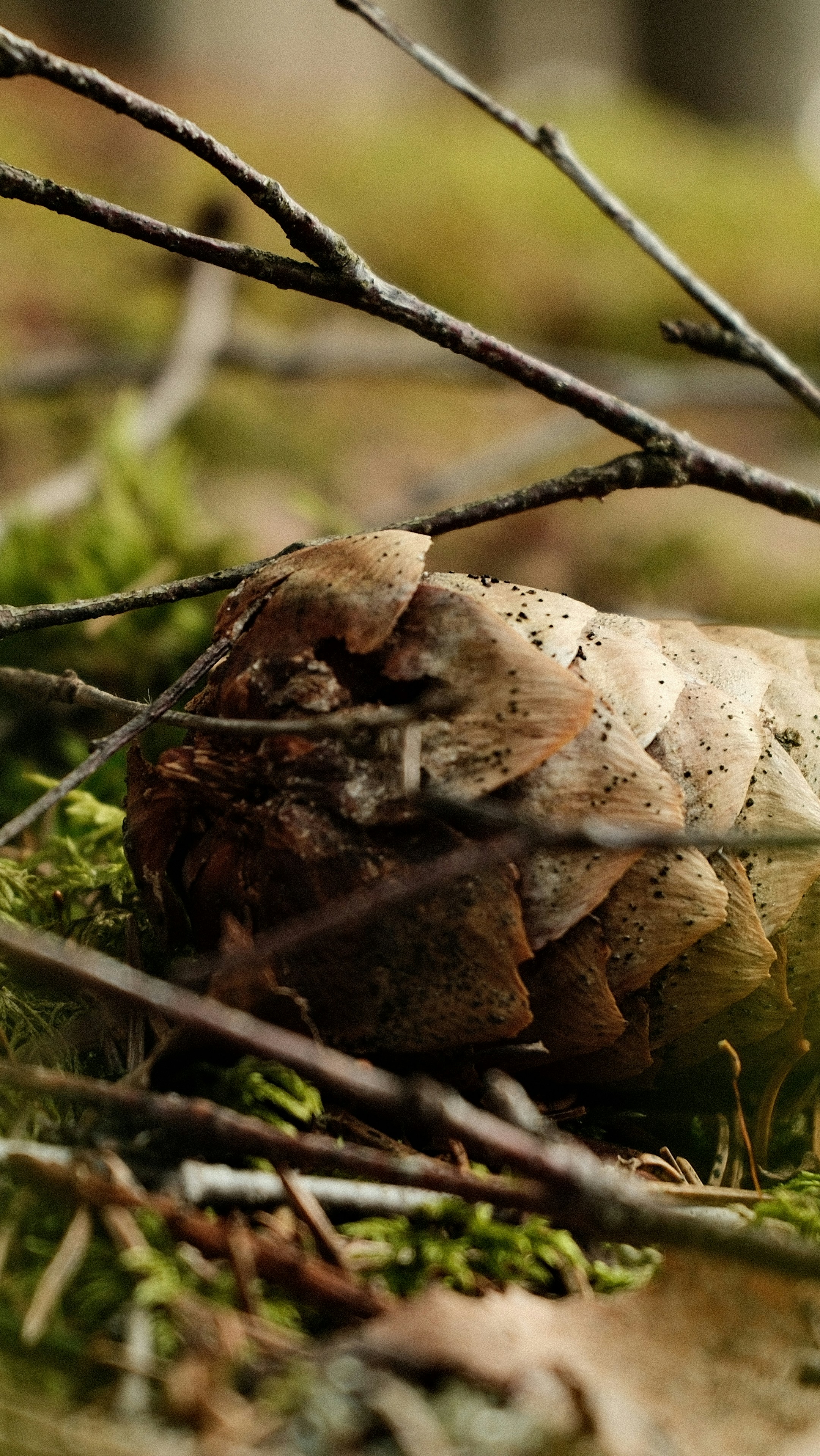 Fallen Pine Cone Among Moss and Twig Intersection