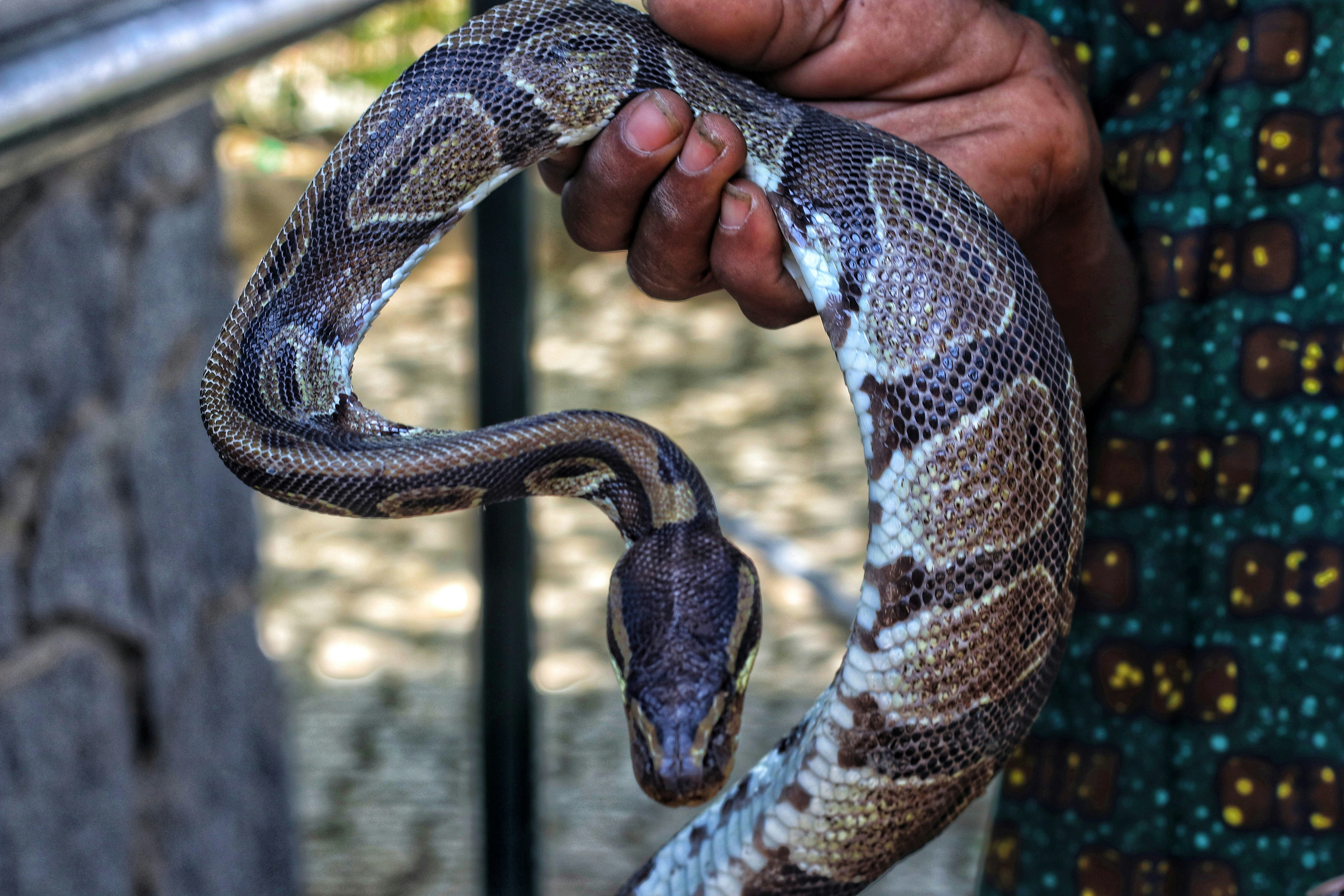 Coiled Potential: A Snake Gripped by a Kenyan Hand