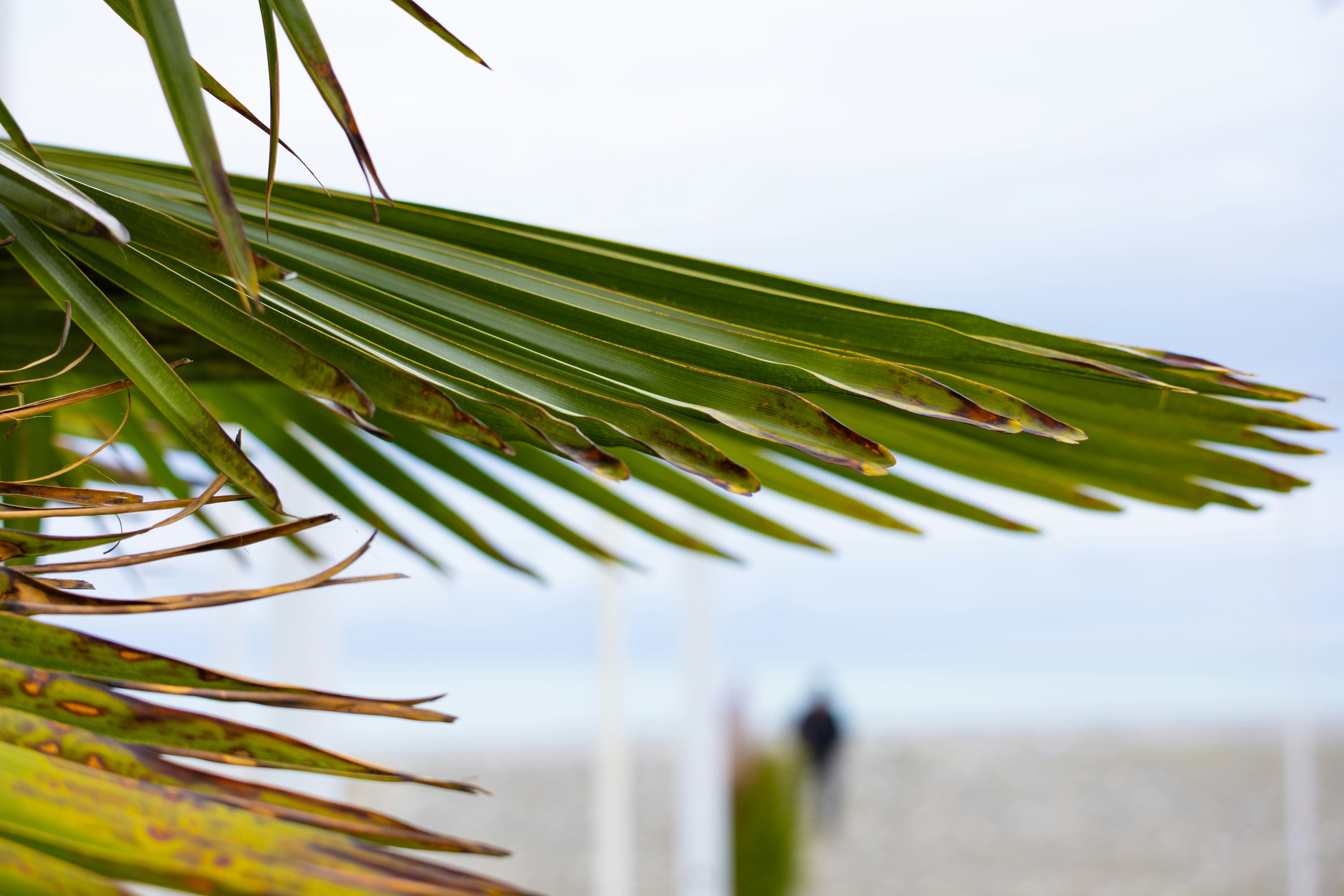 Palm Fronds Framing a Quiet Beach Path