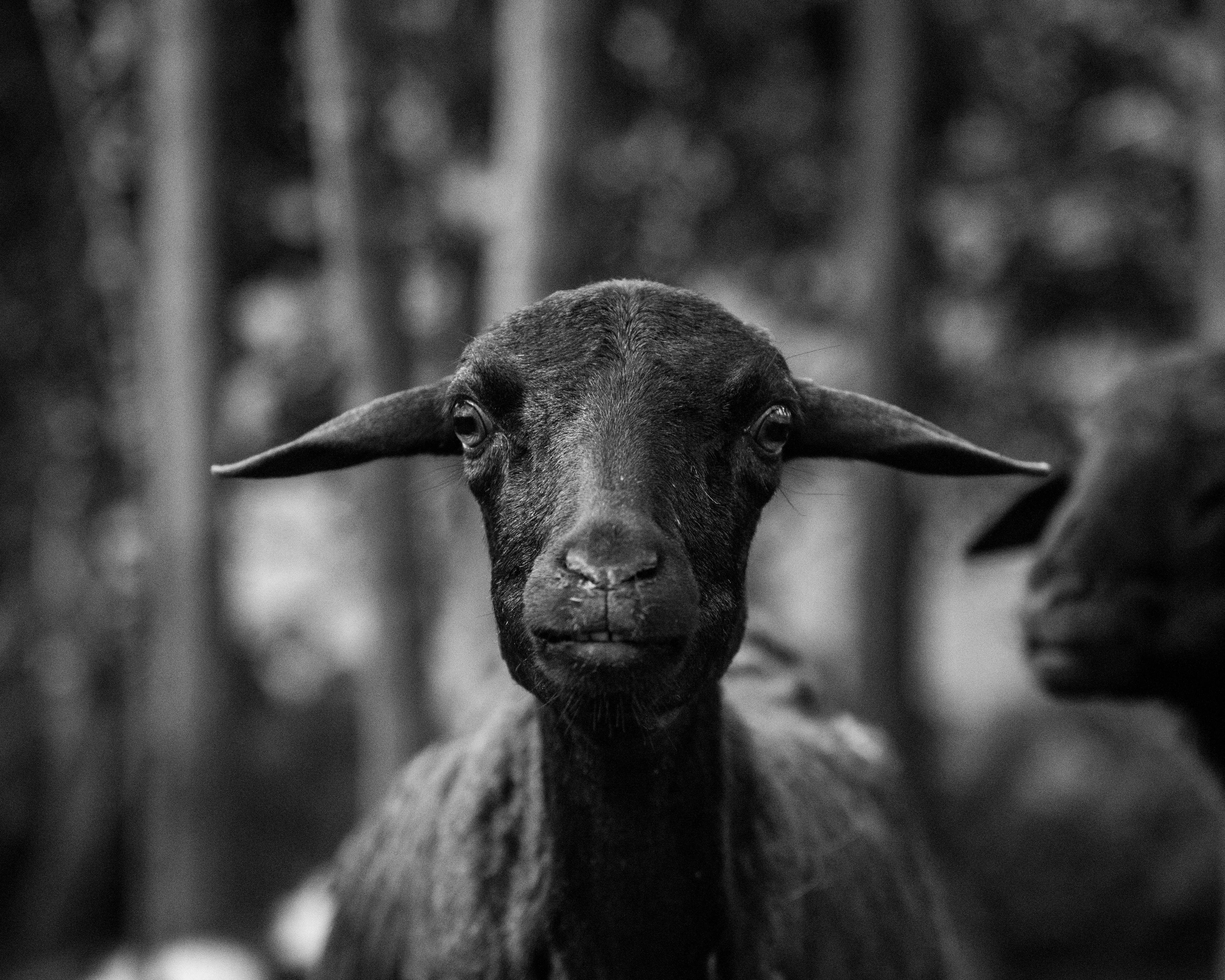 Curious Goat Gaze in a Quiet Forest
