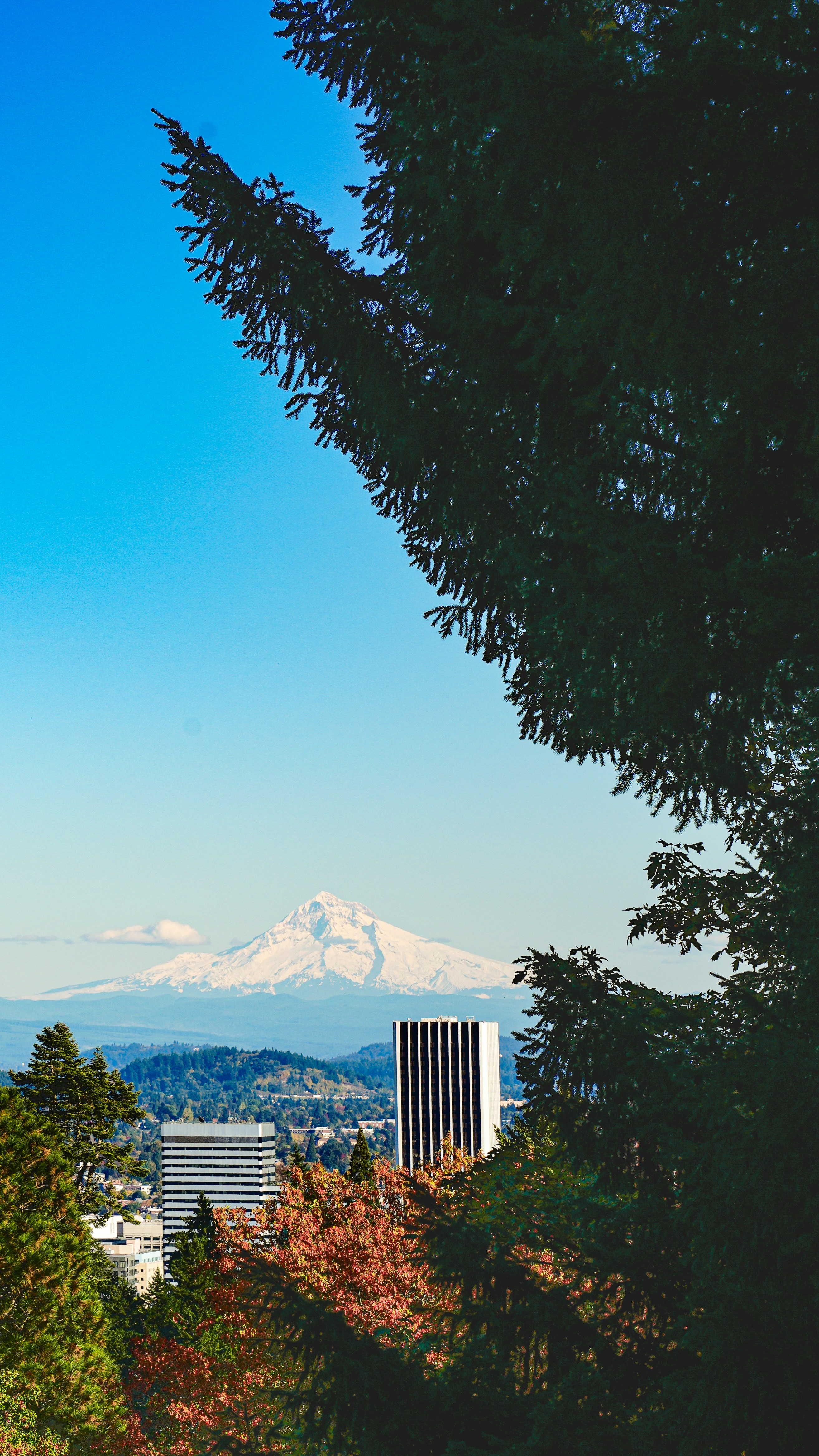 Snow-capped Peak Backed by Urban Silhouettes Beneath a Framing Evergreen