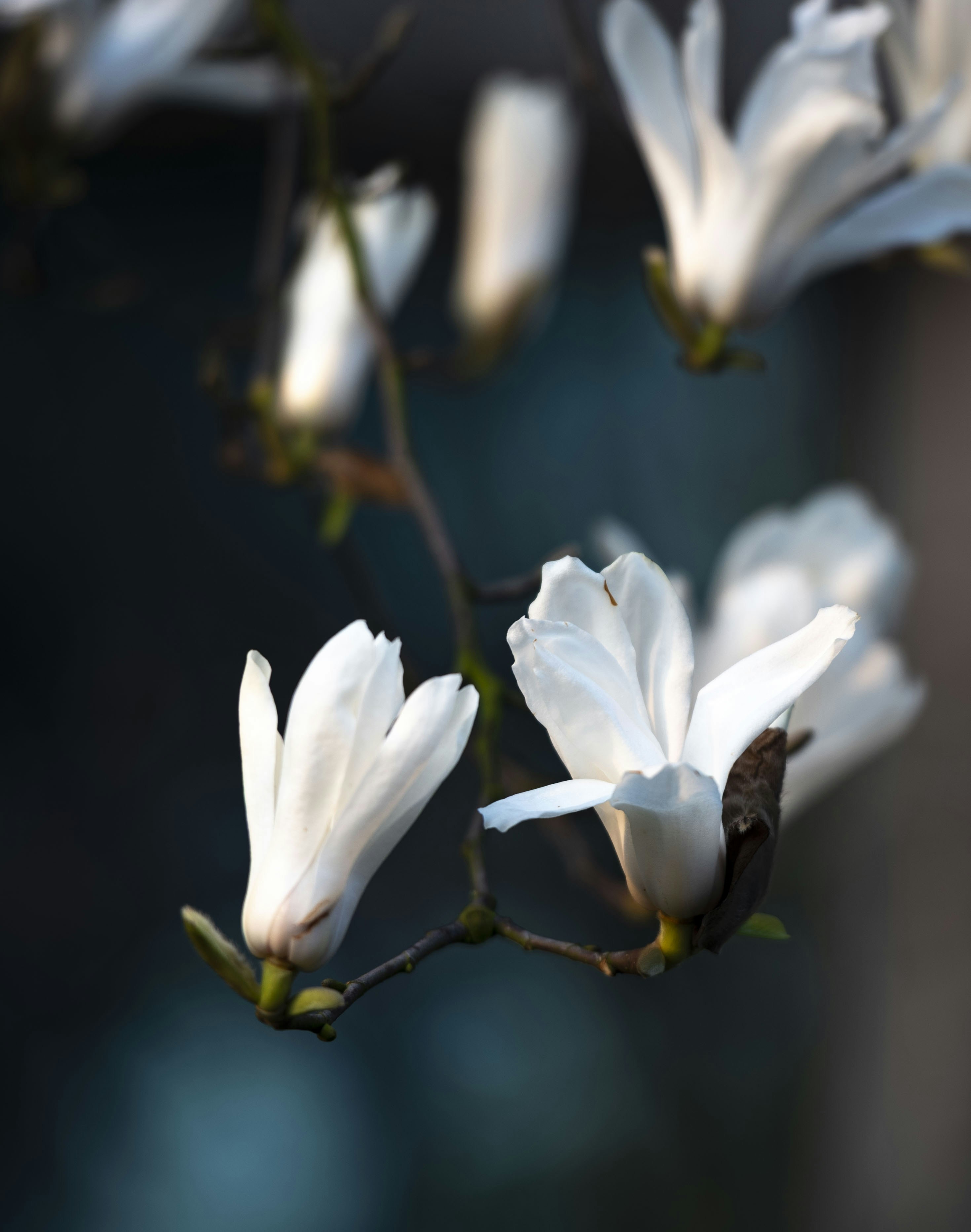 White Magnolia Buds in Soft Focus Dawn