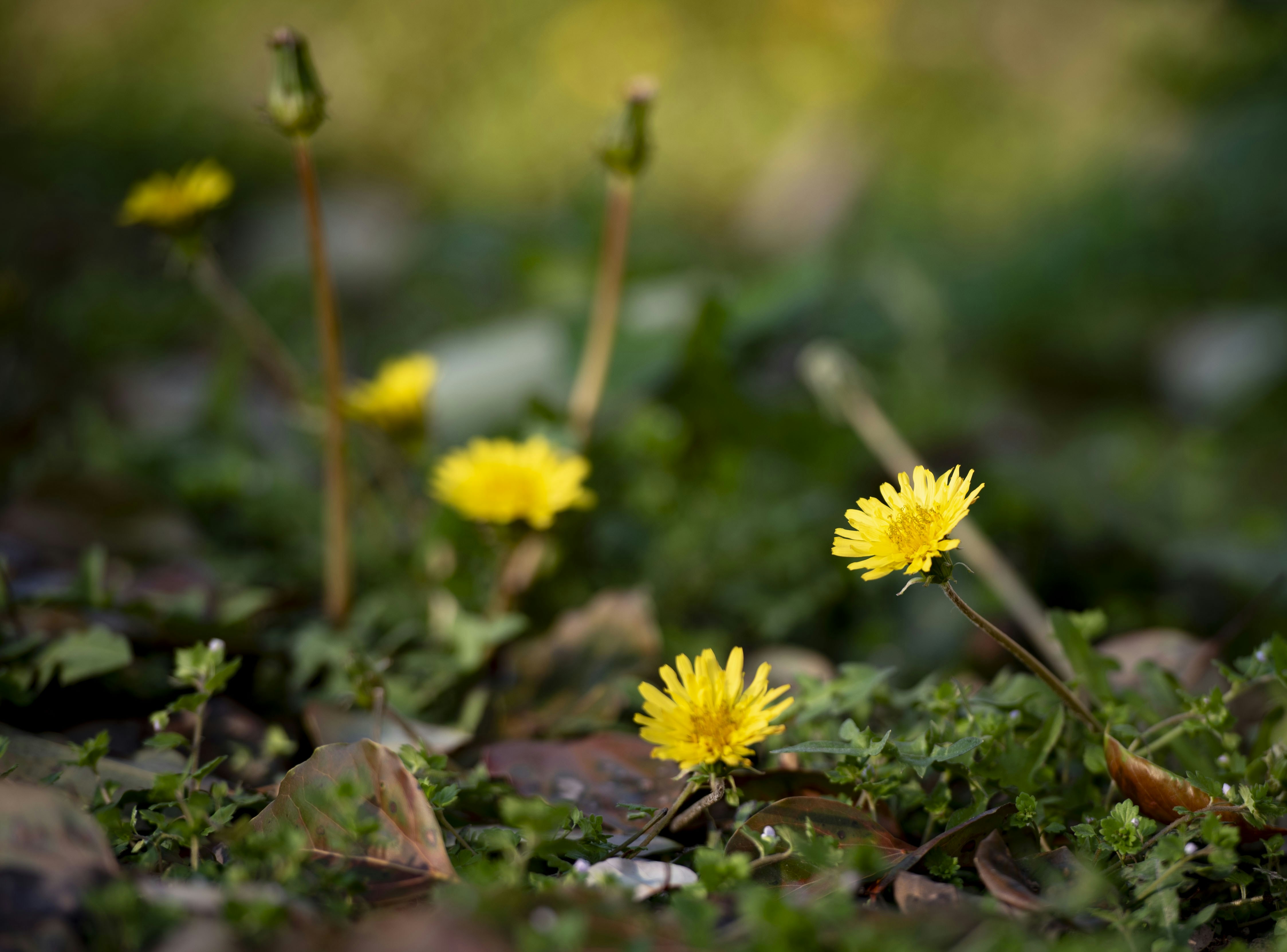 Sunlit Yellow Dandelion Choir in a Quiet Leaf-Litter Meadow
