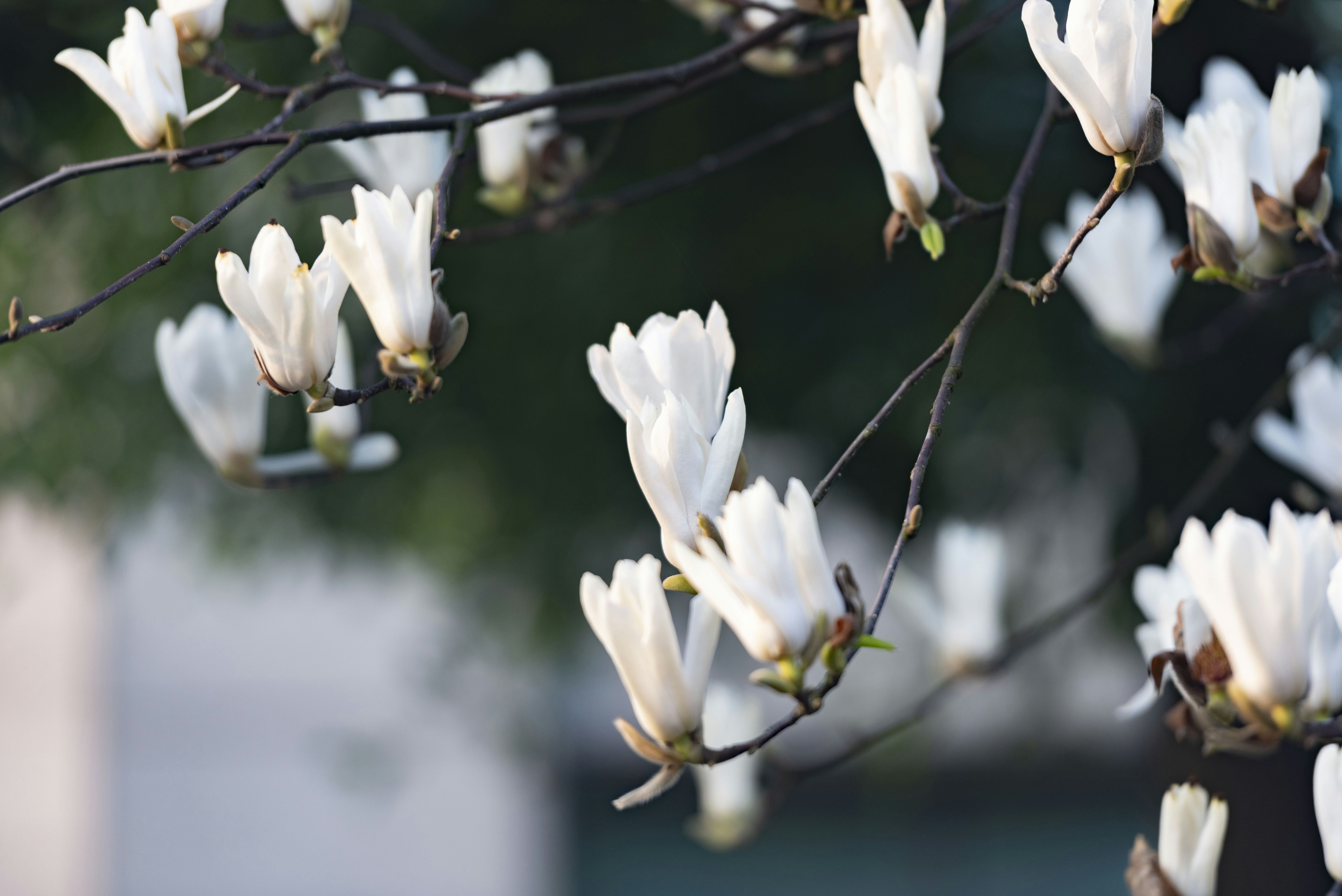 Soft Magnolia Blooms in Morning Blur