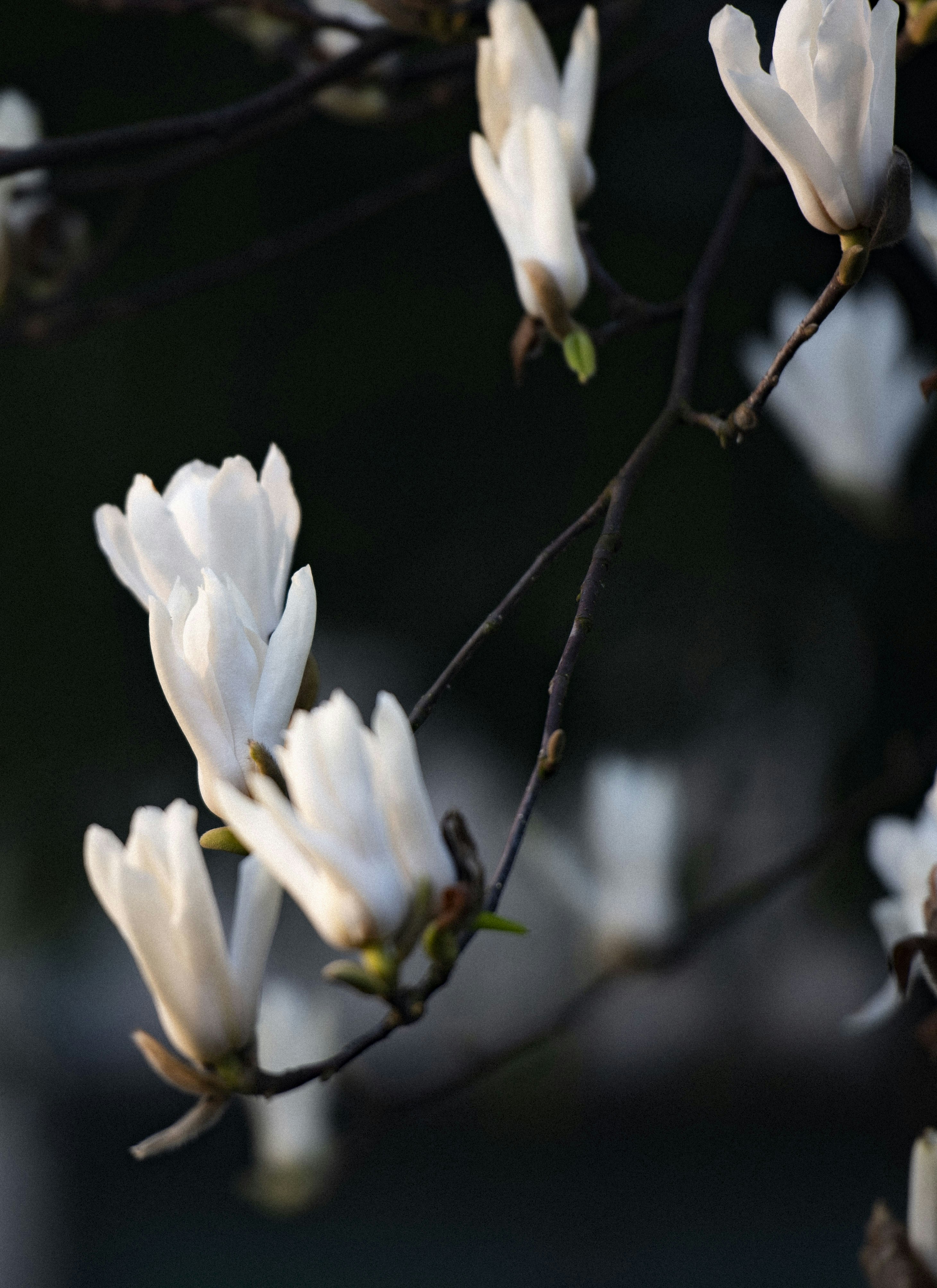 White Magnolia Buds Emerging in Soft Twilight Glow