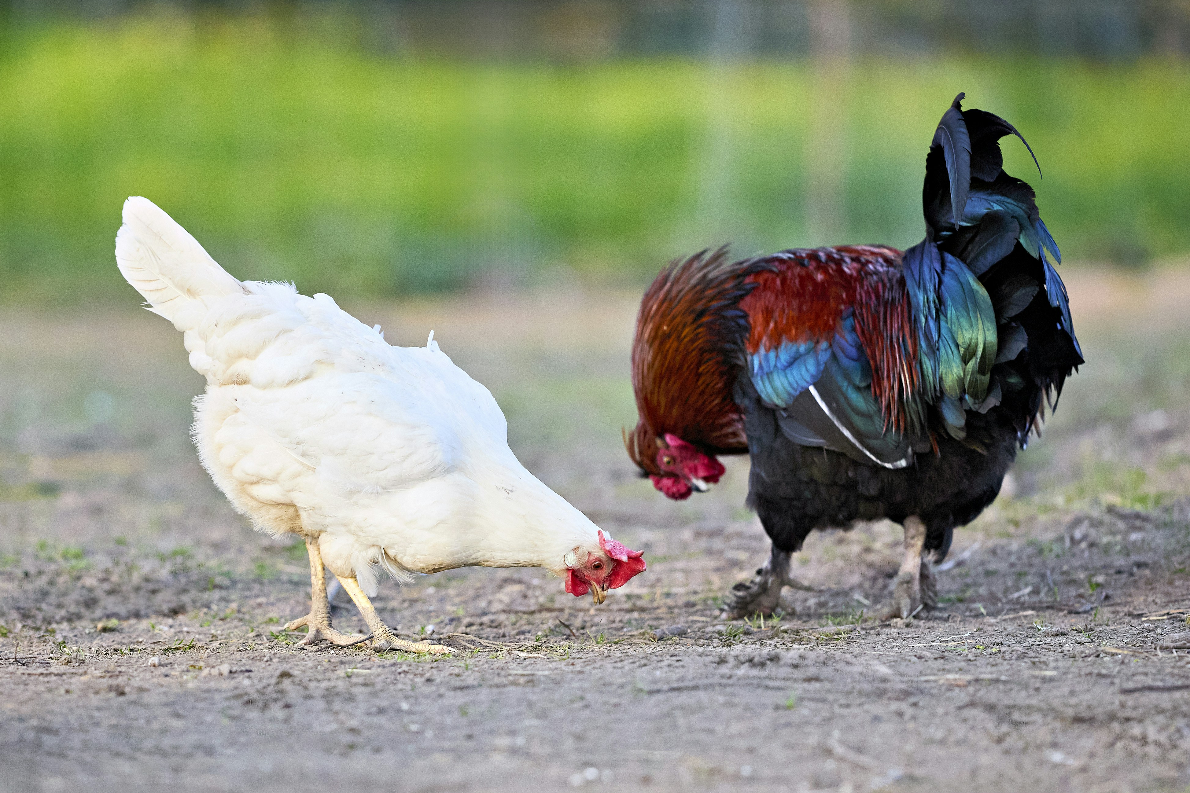 Heads Down, Feathers Glint: A White and Rooster Face Off