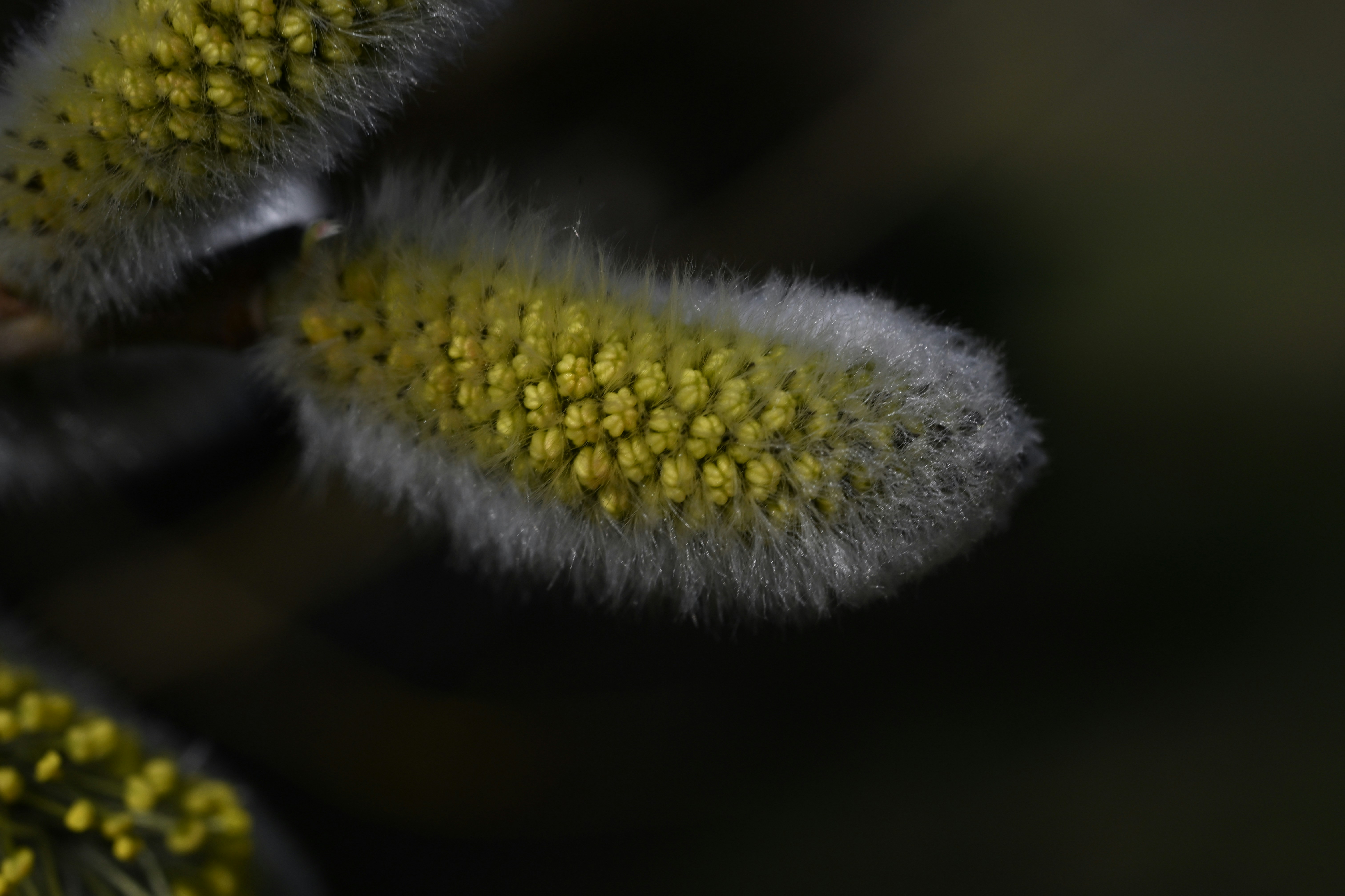 Soft Catkins in Focus: A Close-Up of Fuzzy Yellow Buds