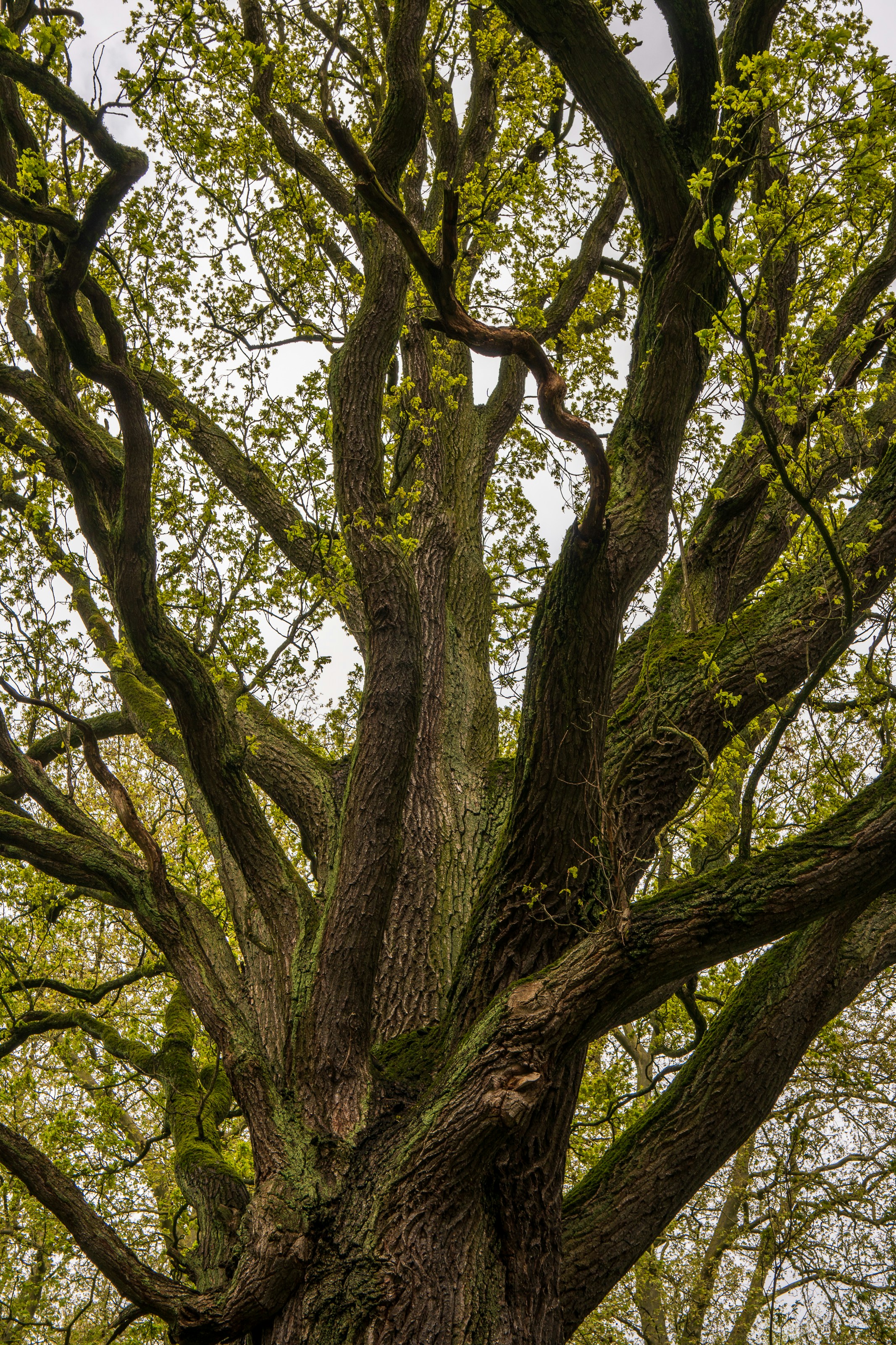 Ancient Trunk Cathedral: A Living Network of Branches