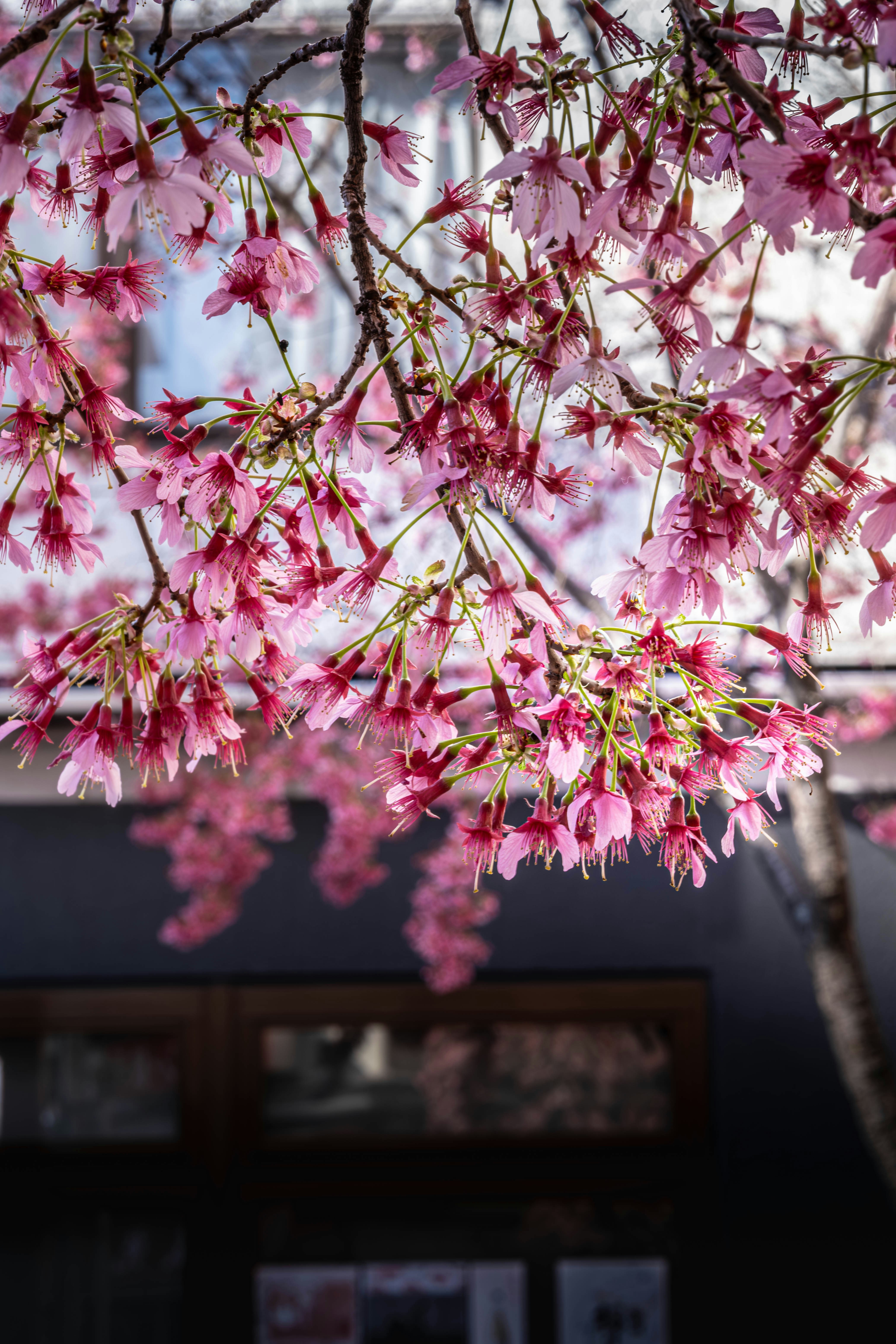 Cherry Bloom Cascade Over Urban Glass