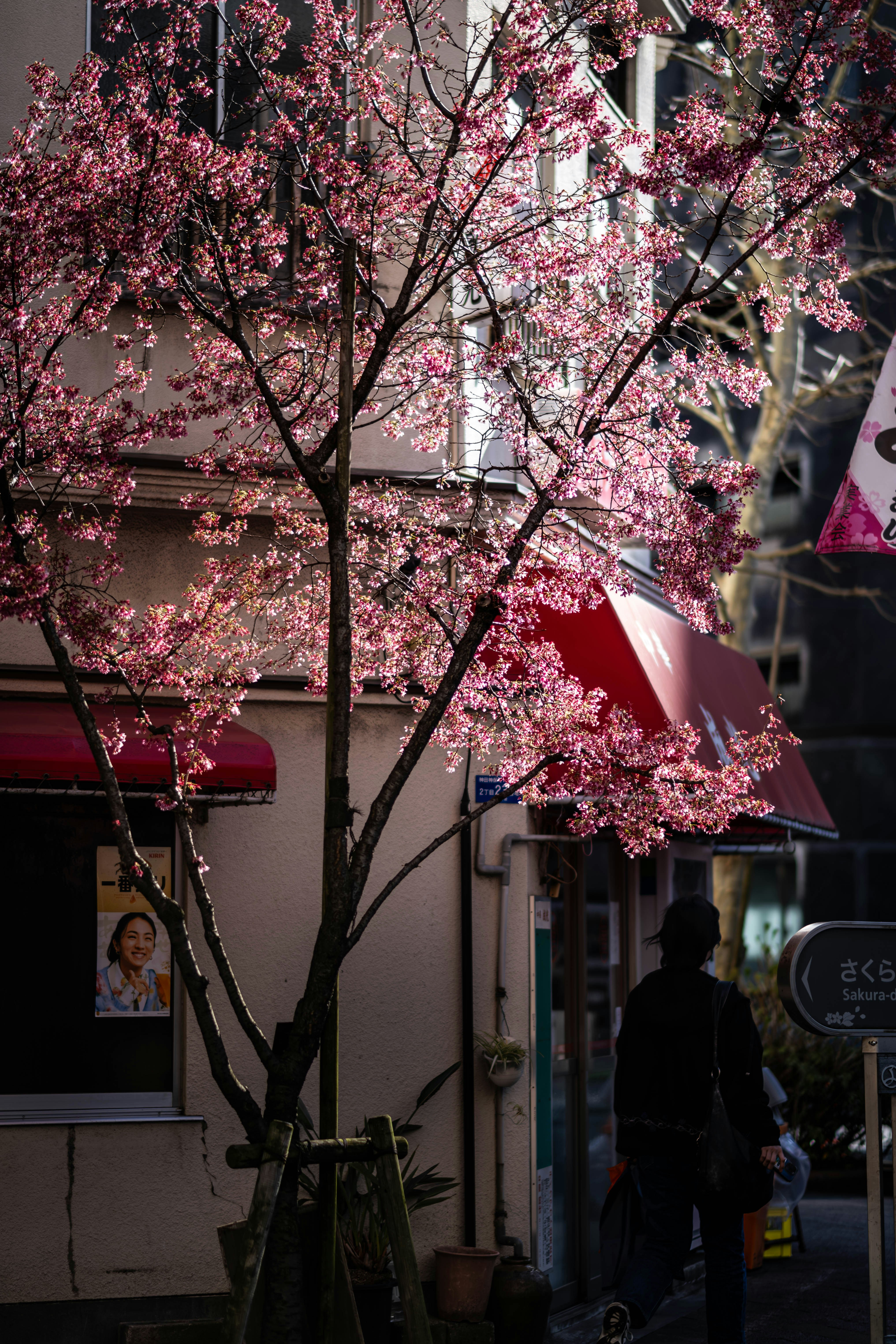 Blossoms on a Corner: Street Scene Beneath a Crimson Awning