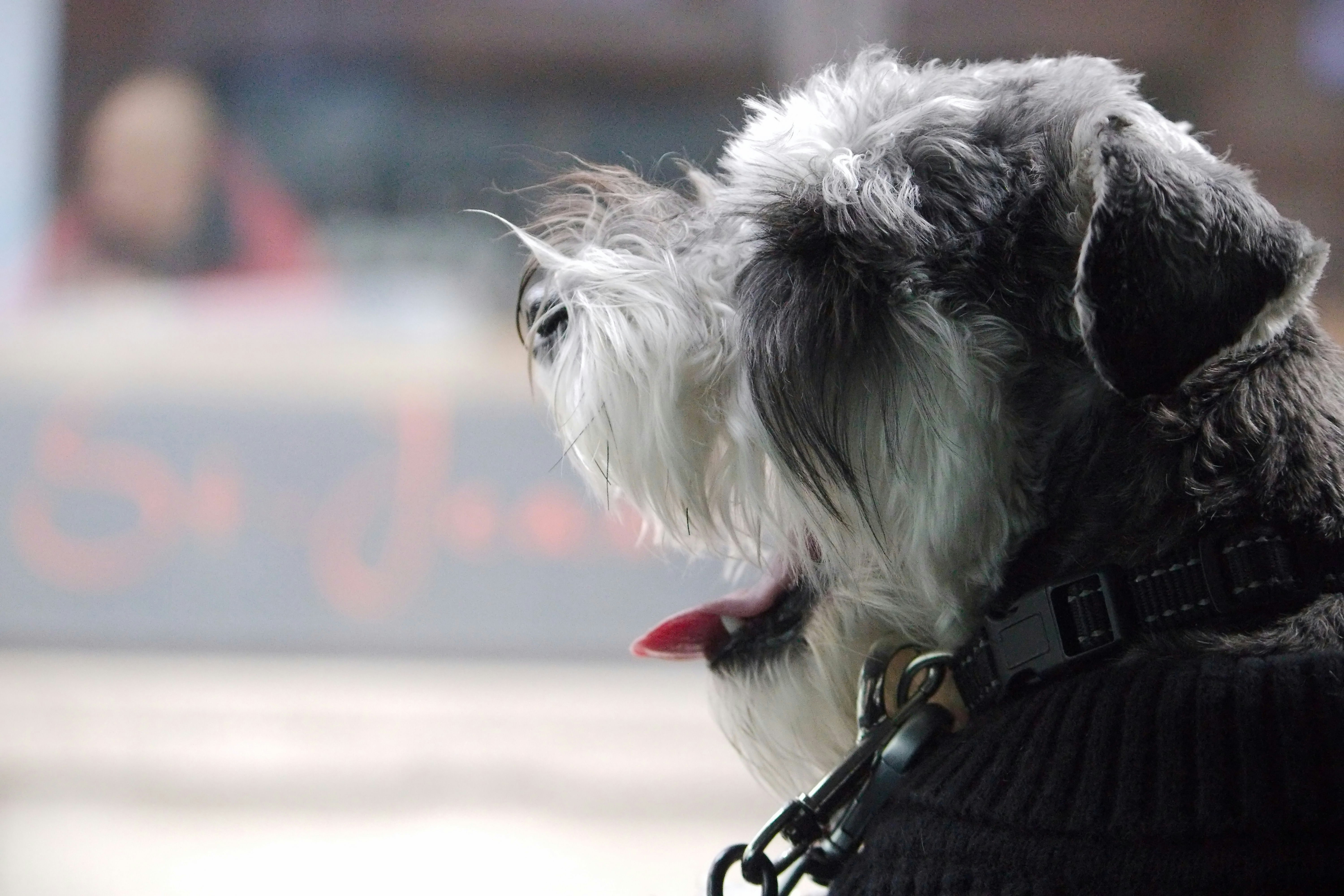 Side-profile of a dog at a city window, mouth open in mid-bark