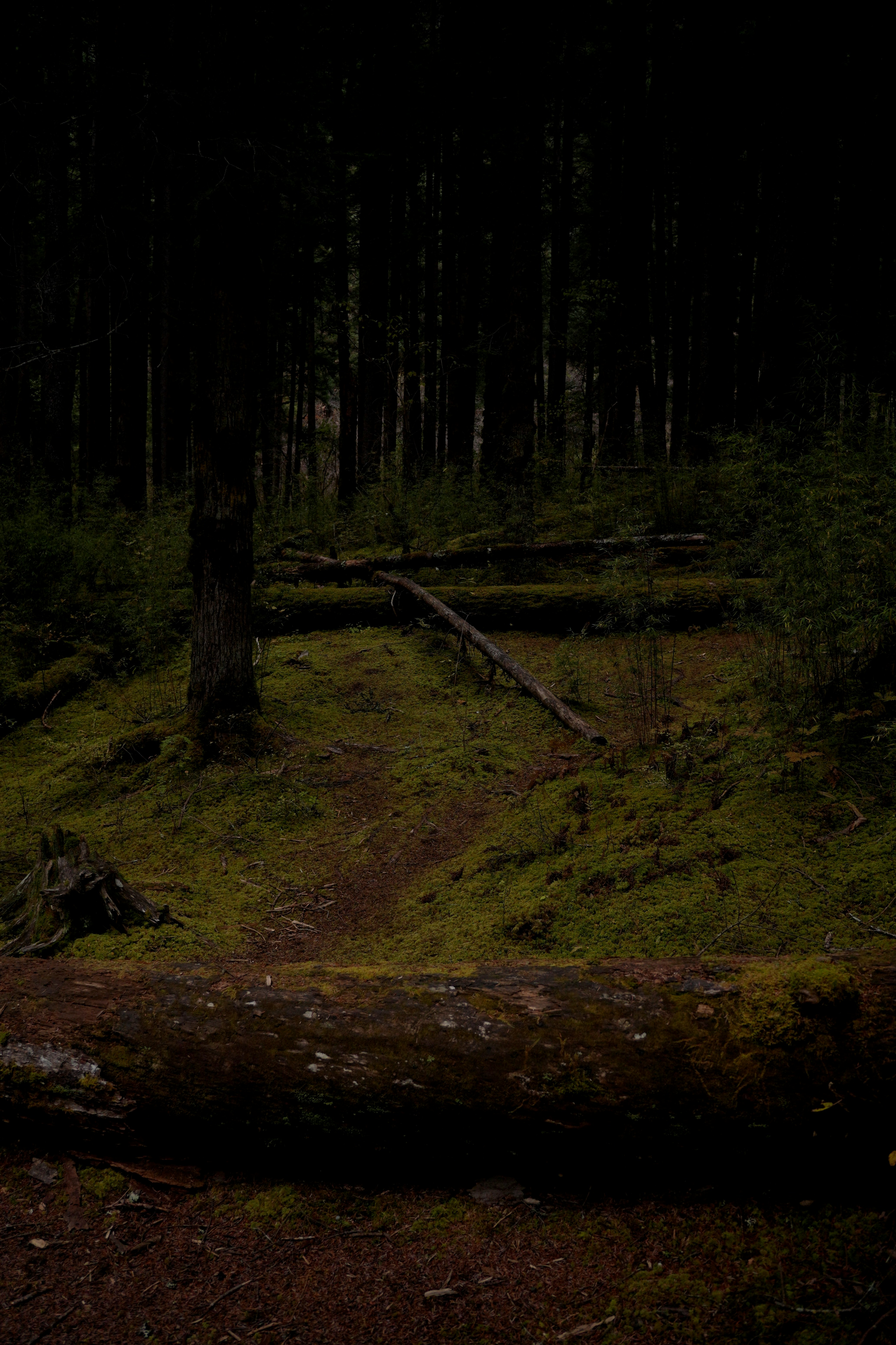 Whispering Pines: A Shadowed Forest Floor