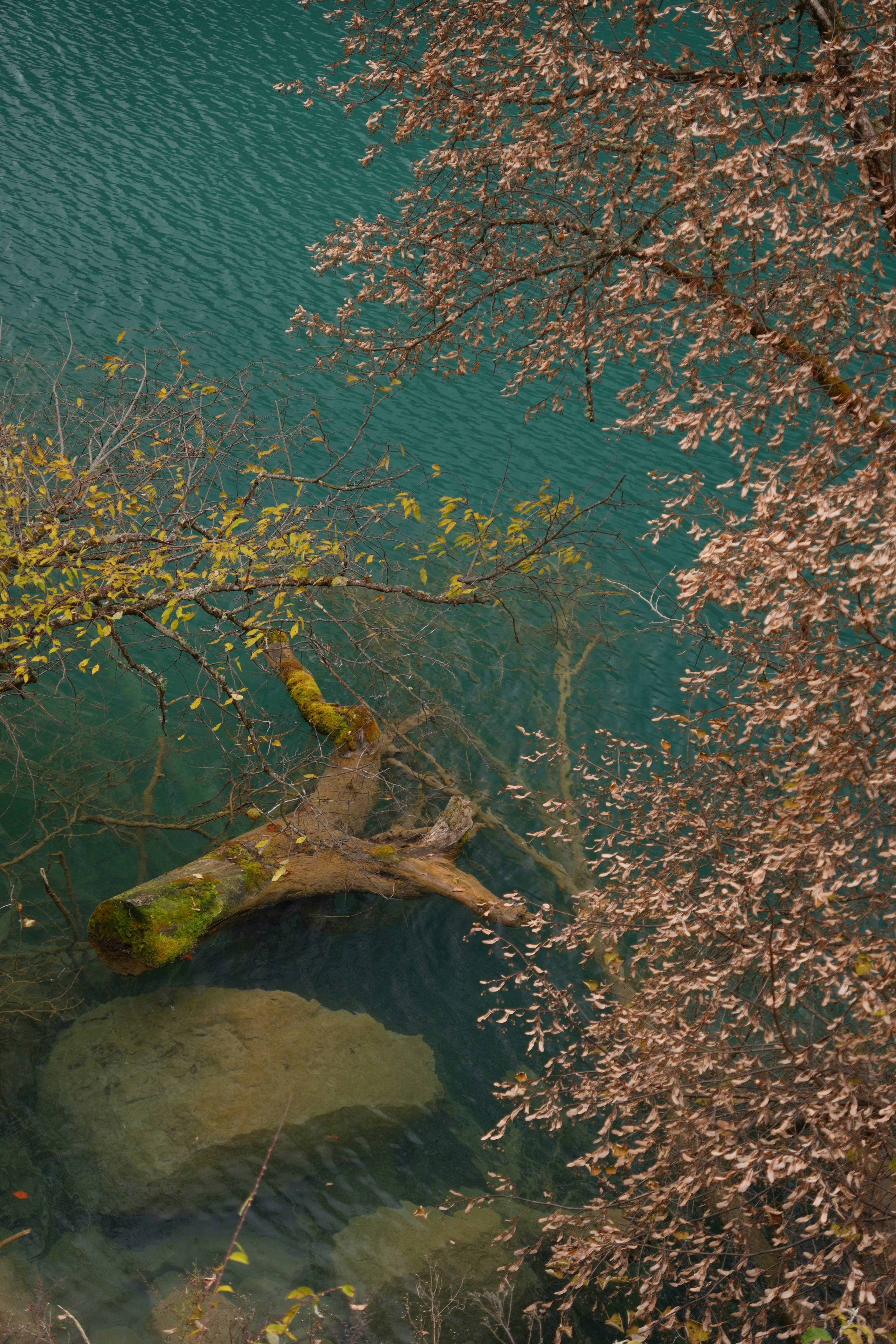 Emerald Pool Beneath a Cherry Cloak