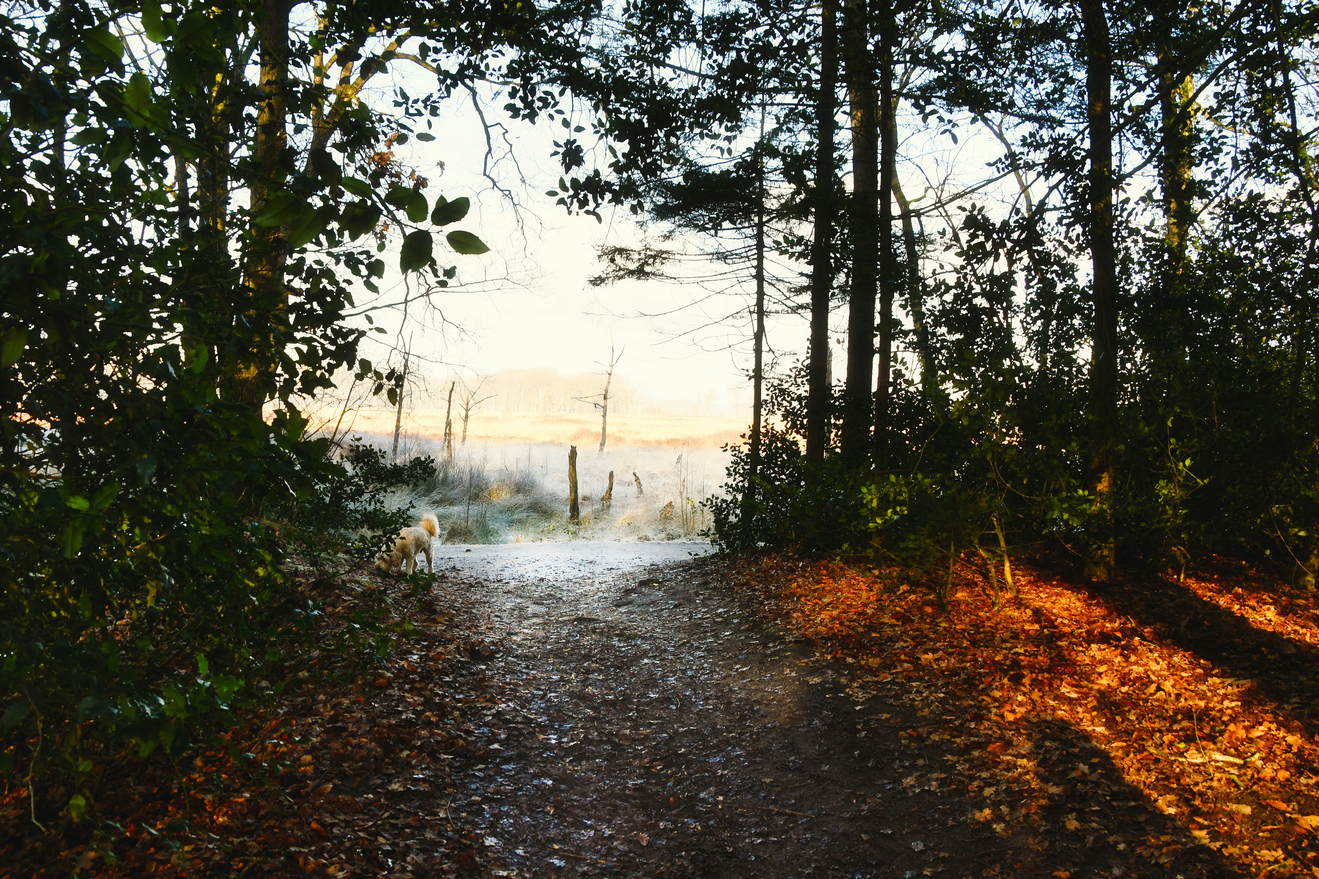 Dawn Fernweh: A Quiet Path Beckons Through Fog and Amber Leaves