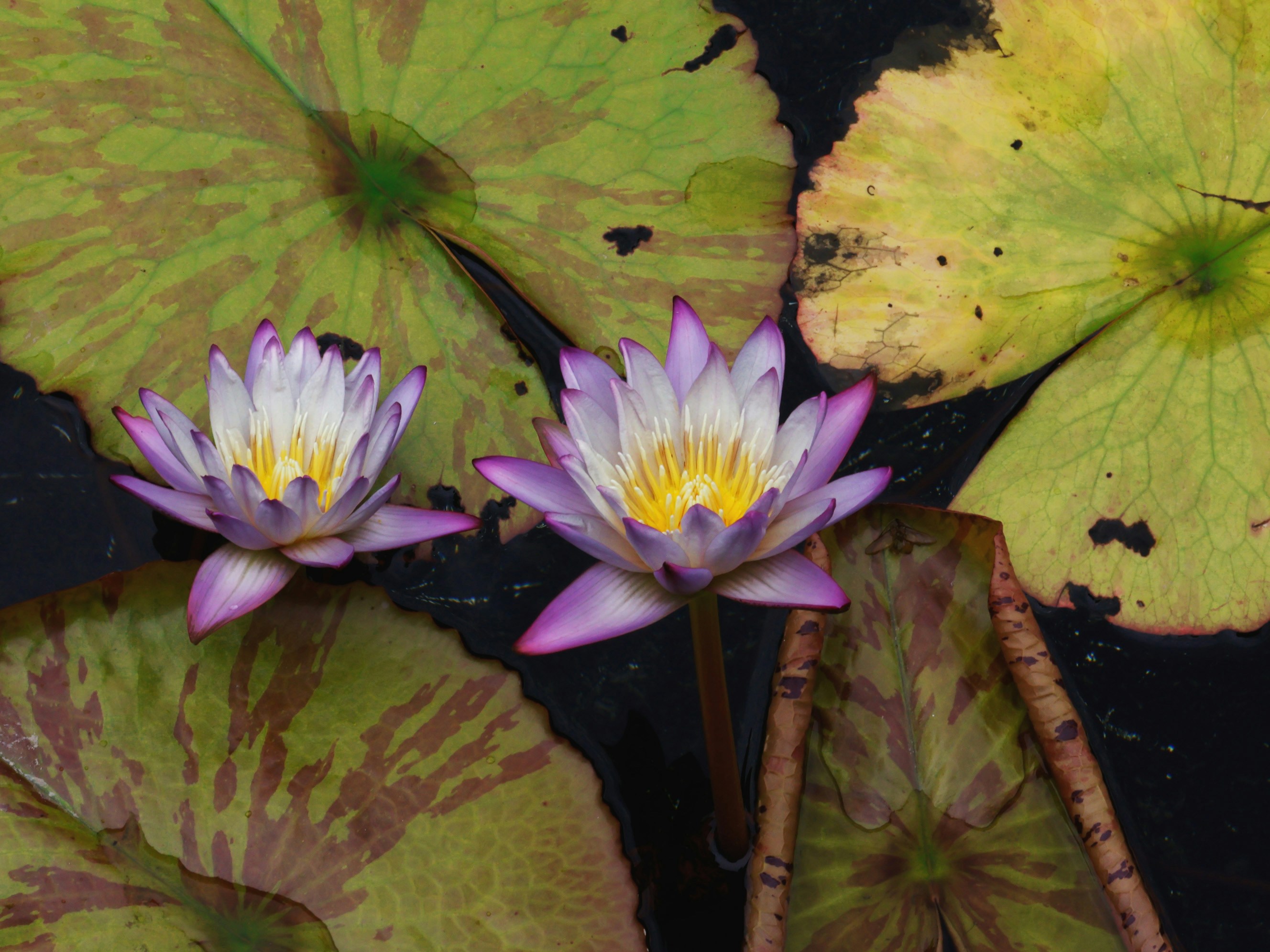 Twin Lilac Water Lilies Adrift Among Leopard-Patterned Leaves