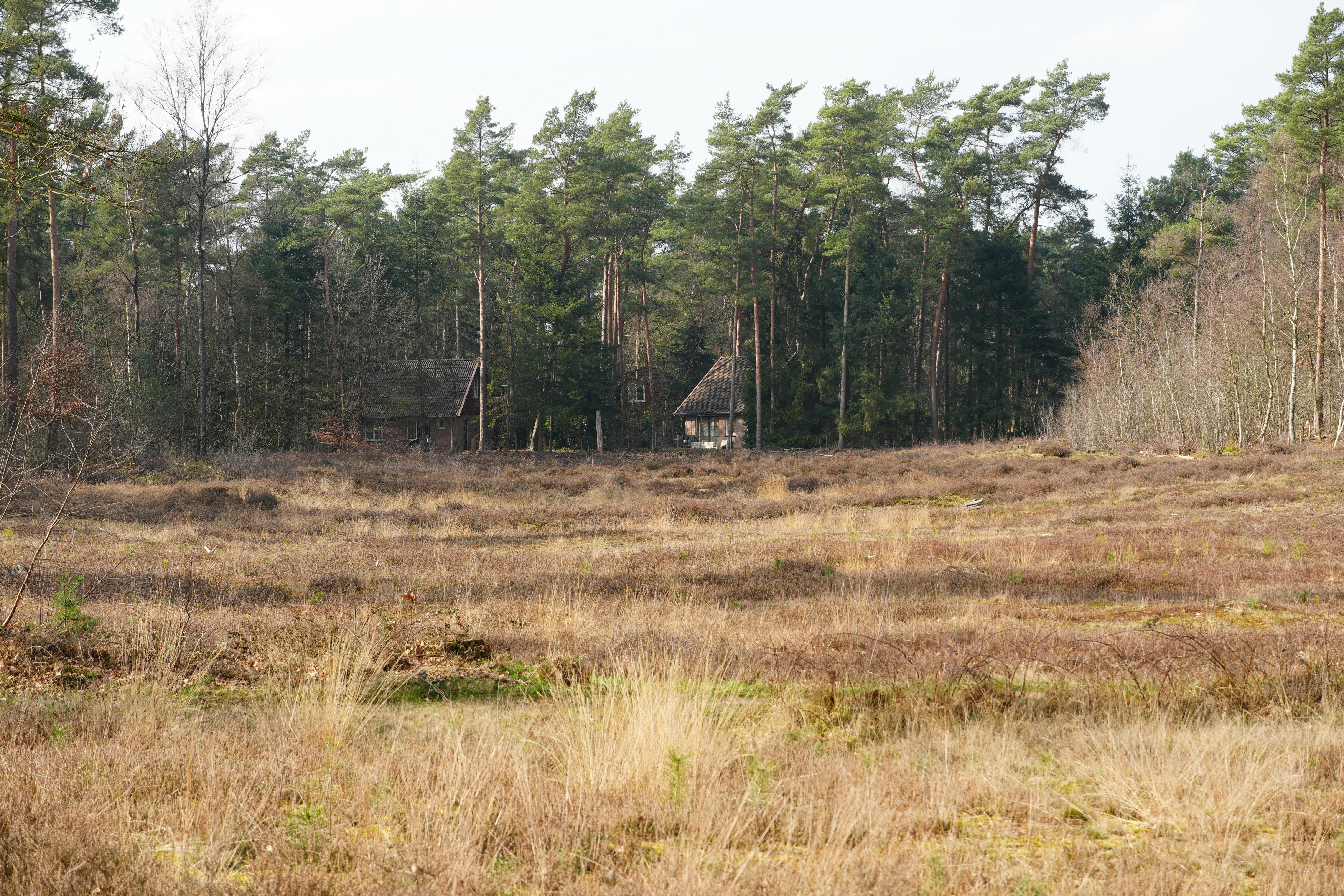 Hidden Cabins at the Edge of the Moor