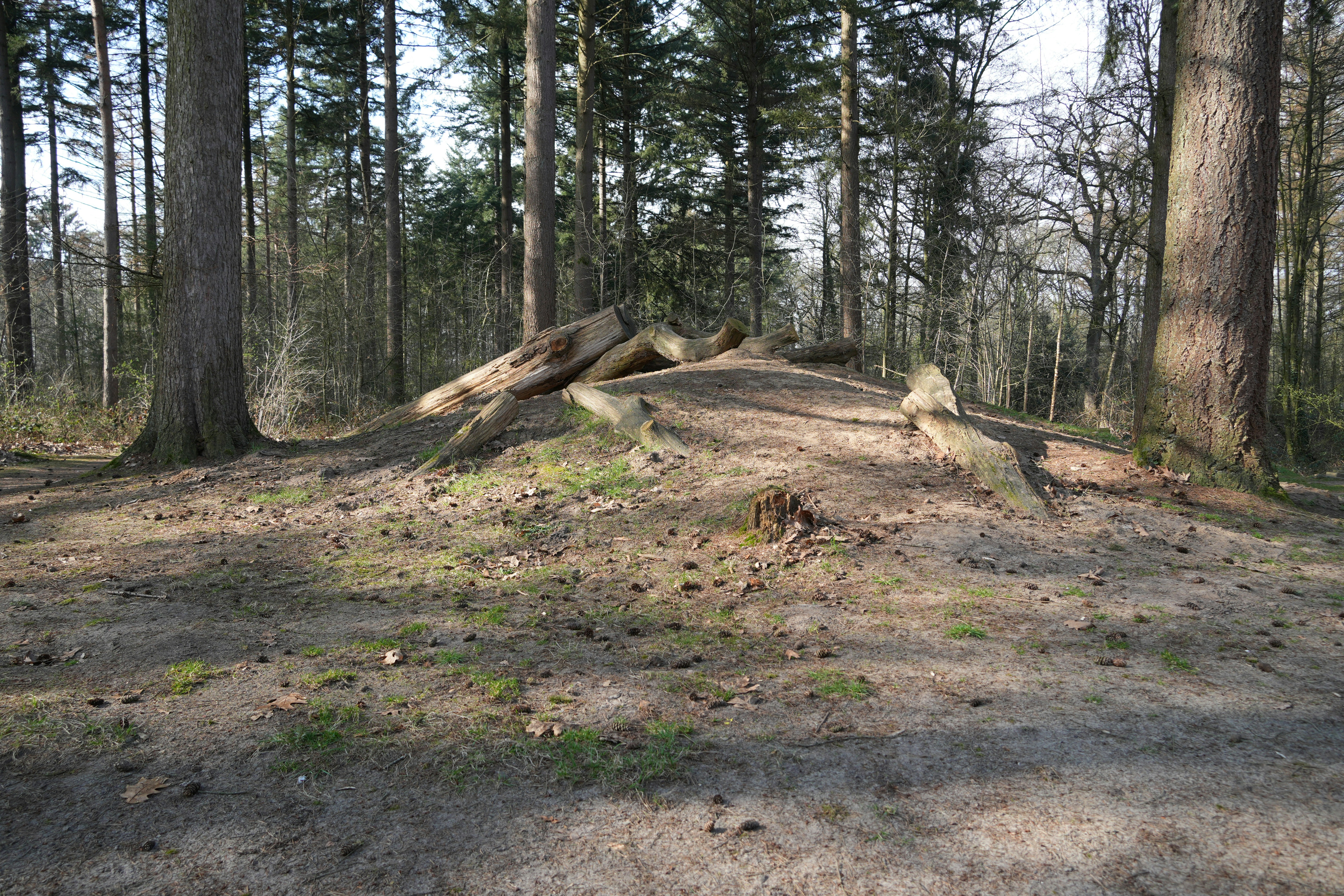 Forest Moss-Cilled Mounds under Gentle Sunlight