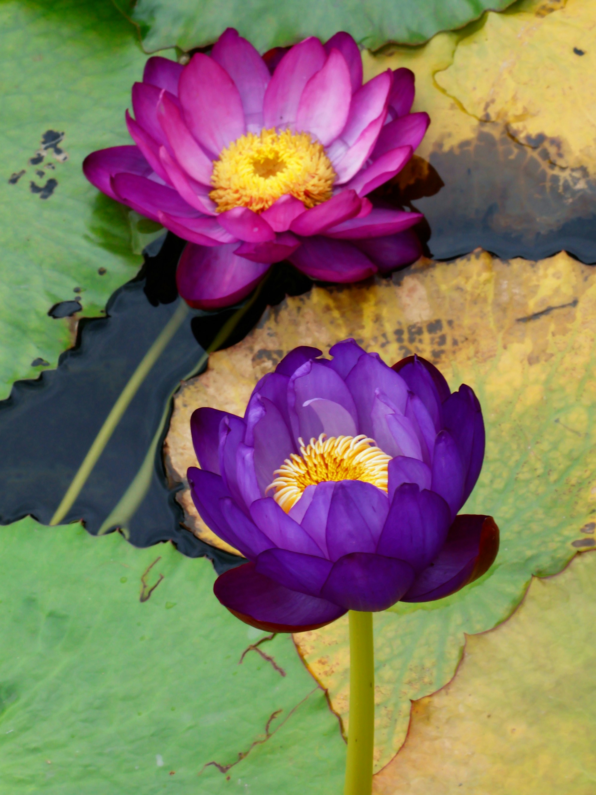 Dual Lotus in Watergarden: Pink and Purple Bloom Above the Floating Greens