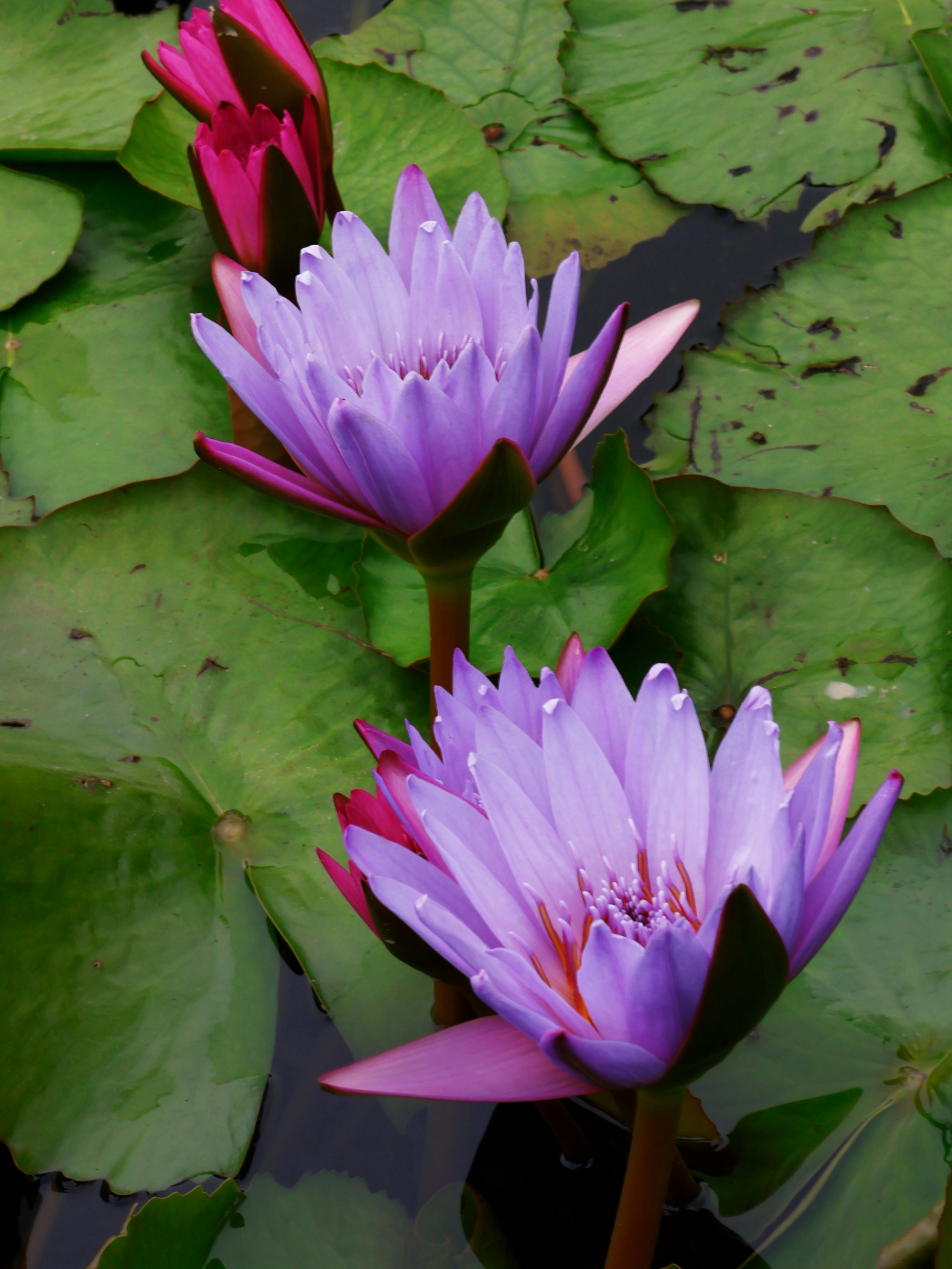Purple Lotus Bloom Among Green Lilypads