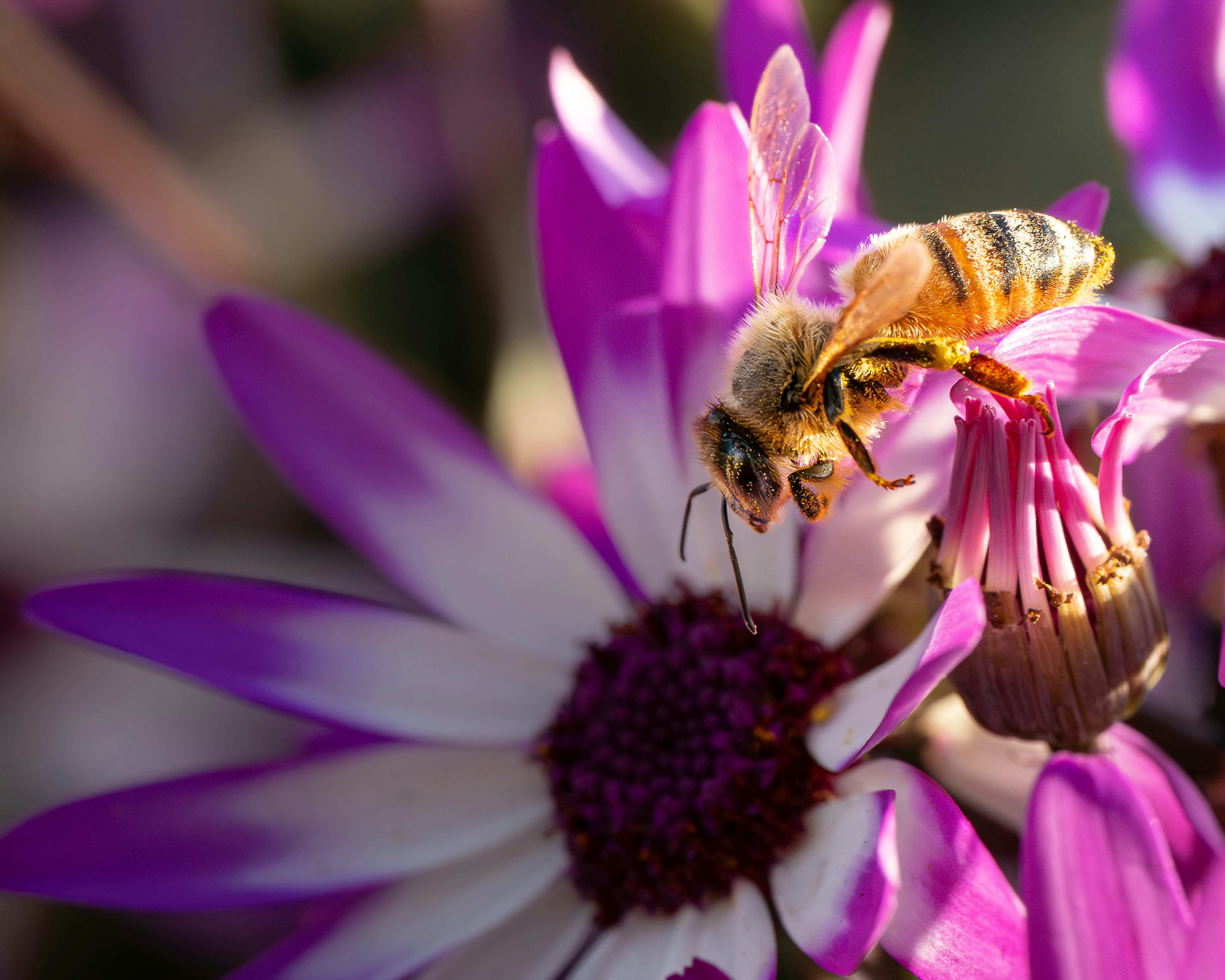 Bee on Magenta Petals: A Moment of Pollination in Sharp Focus