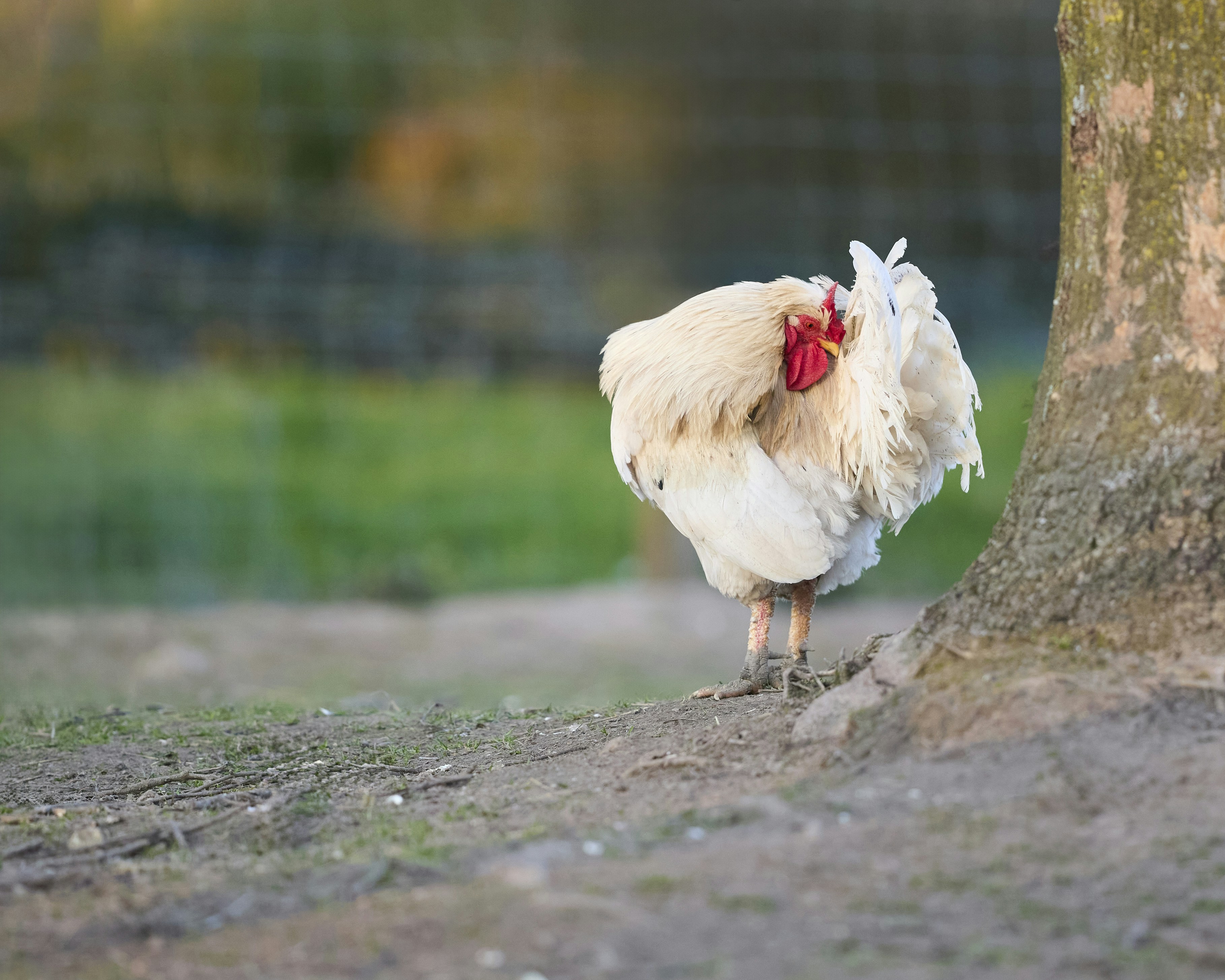 Lonely Rooster by the Tree: Calm Midday Vigil