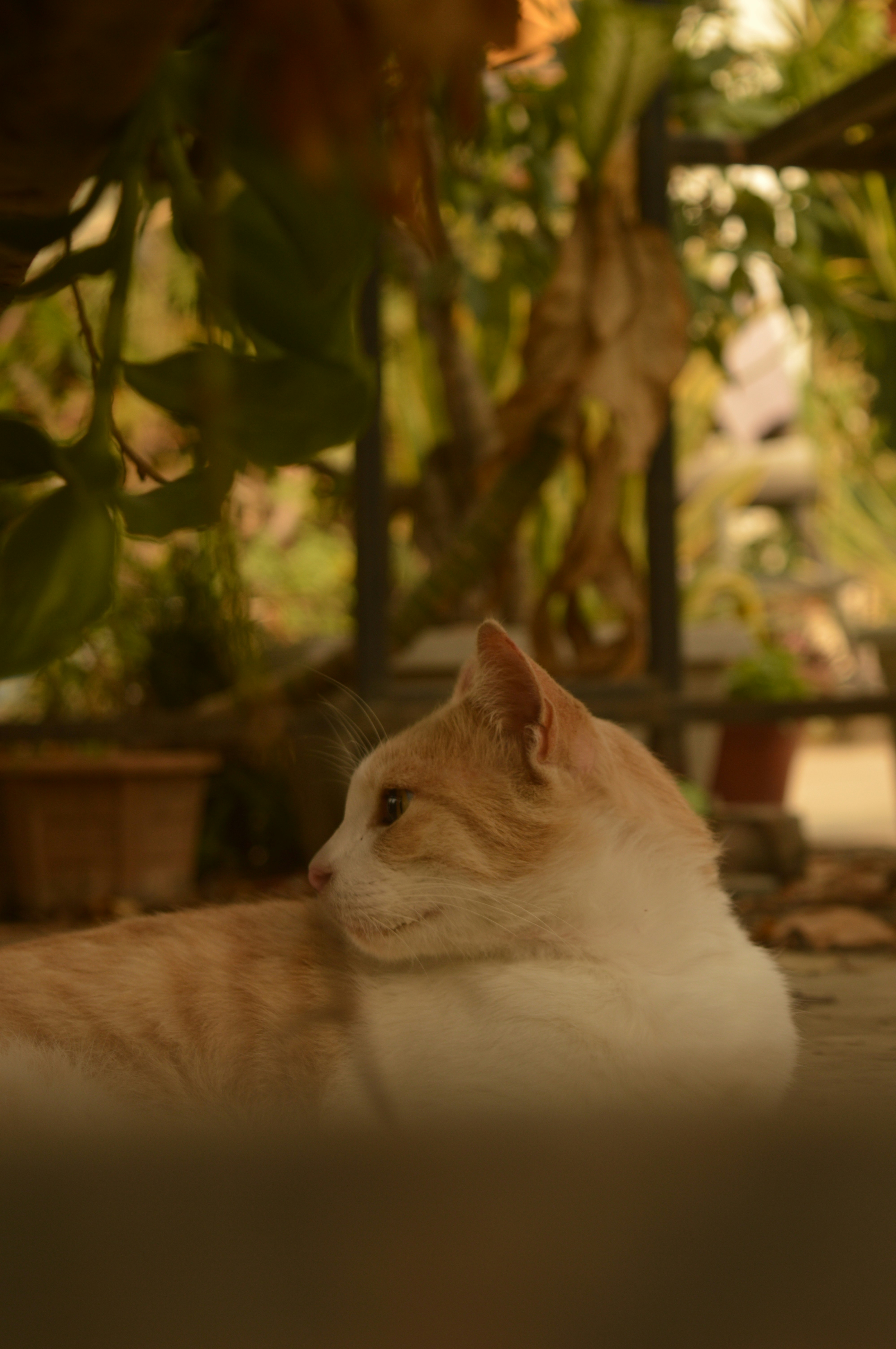 Golden-Hued Cat Amid Foliage: A Quiet Portrait by the Garden Edge