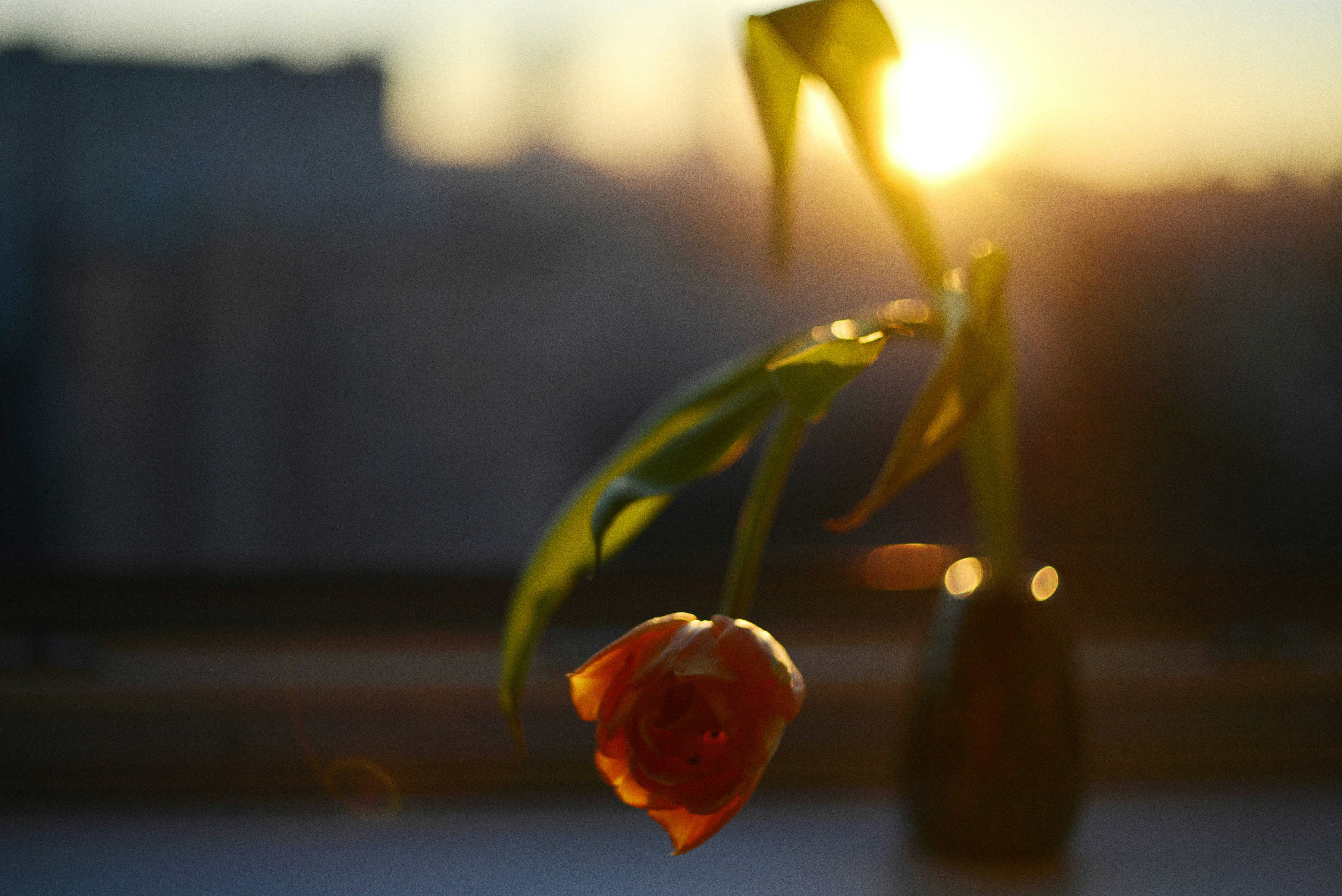 Sunlit Tulip on a Blurred City Window